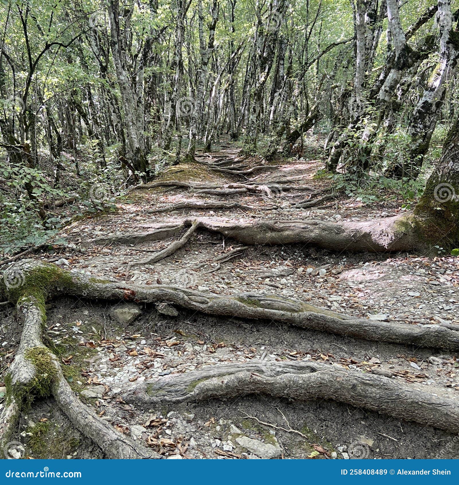 Tree Roots on a Mountain Trail Stock Image - Image of geology, trunk ...