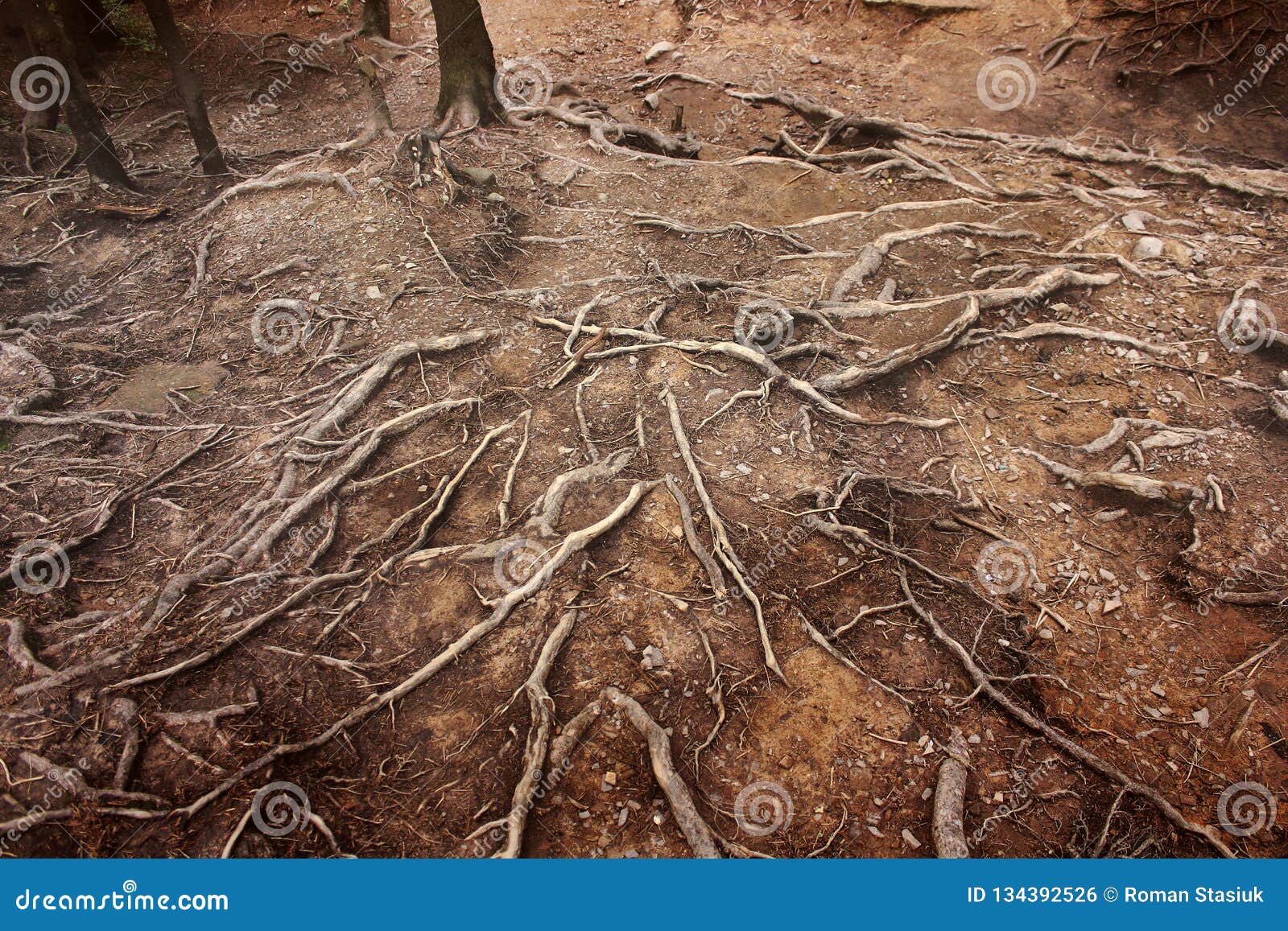 Tree Roots in the Mountains Stock Photo - Image of environment, outdoor ...