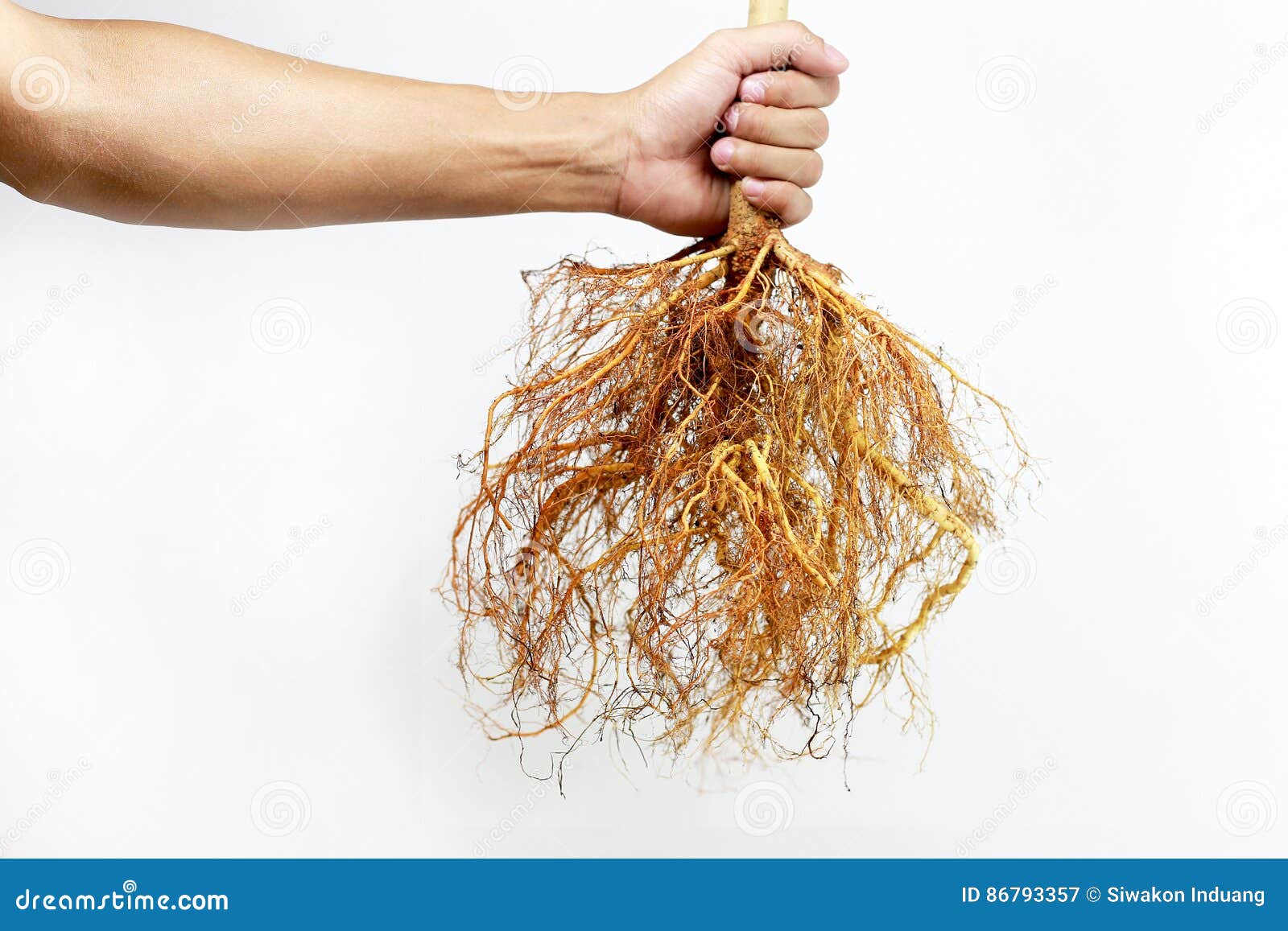 Tree roots on my hands stock image. Image of handstree - 86793357