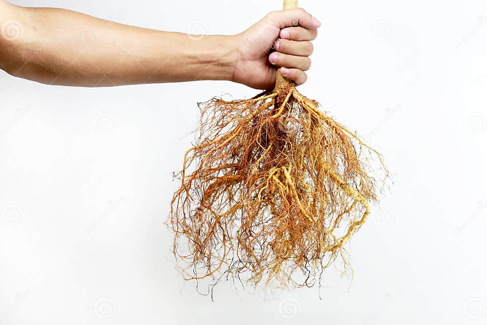 Tree roots on my hands stock image. Image of handstree - 86793357