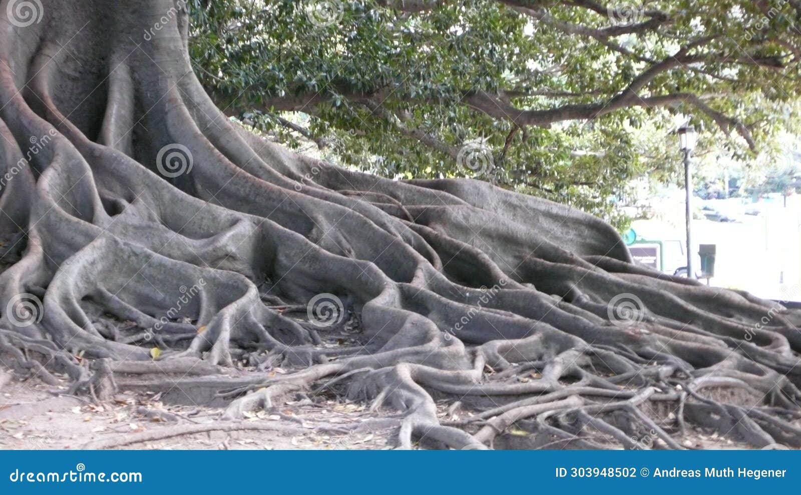 Tree Roots Natural Growth Big System Park Stock Photo - Image of green ...