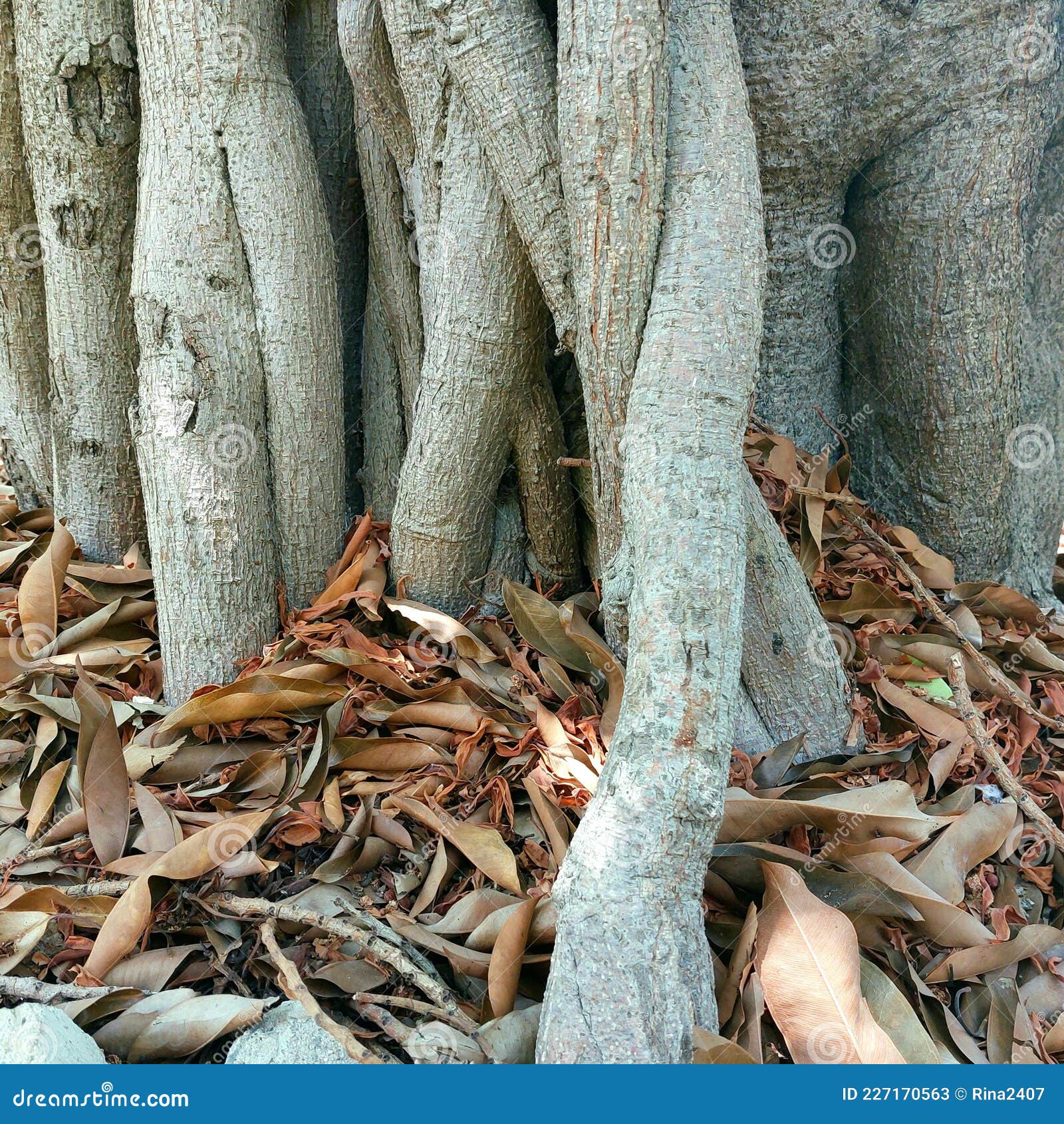 Tree roots in the nature stock image. Image of nature - 227170563