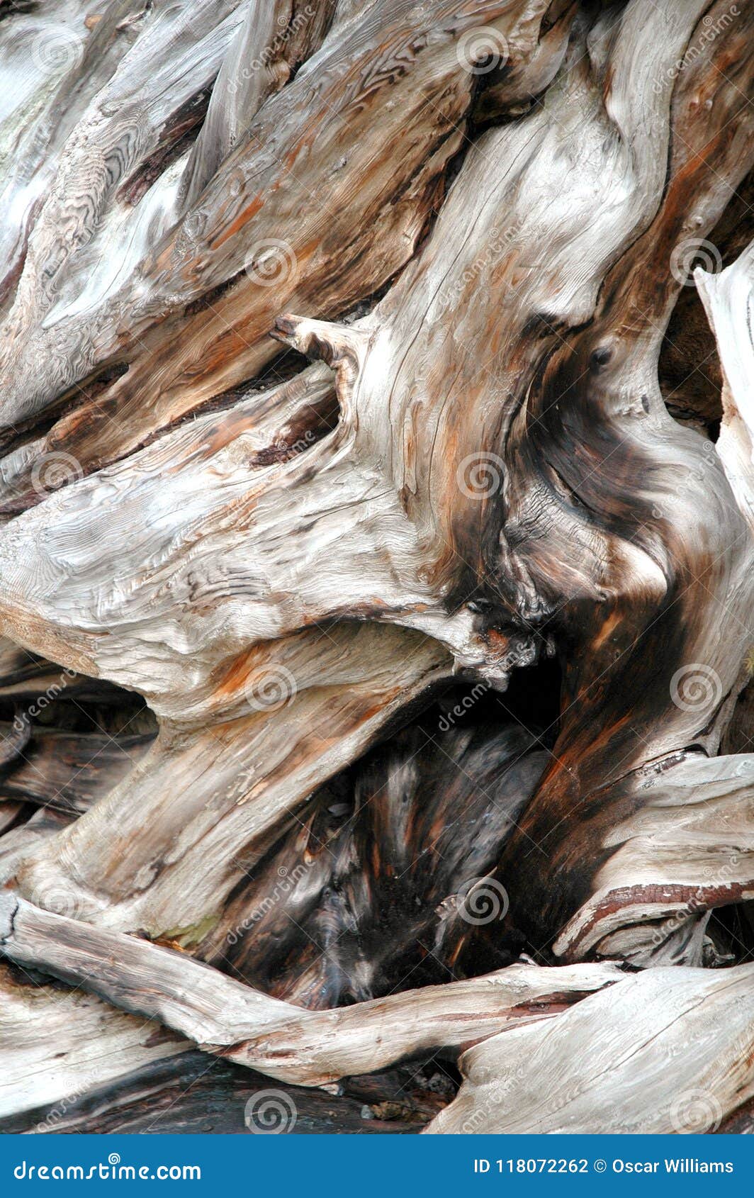 Tree roots in nature. stock photo. Image of roots, ecology - 118072262