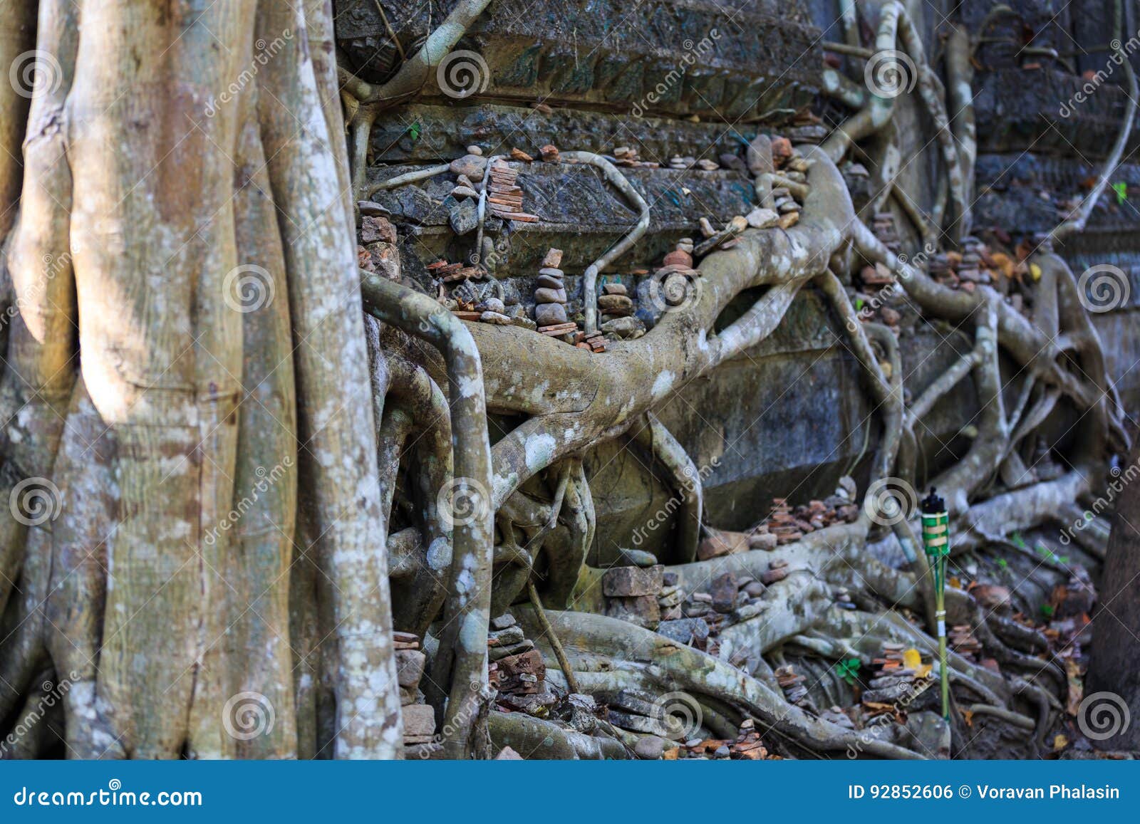 Tree Roots On Old Concrete Wall, For Background Texture. Stock ...