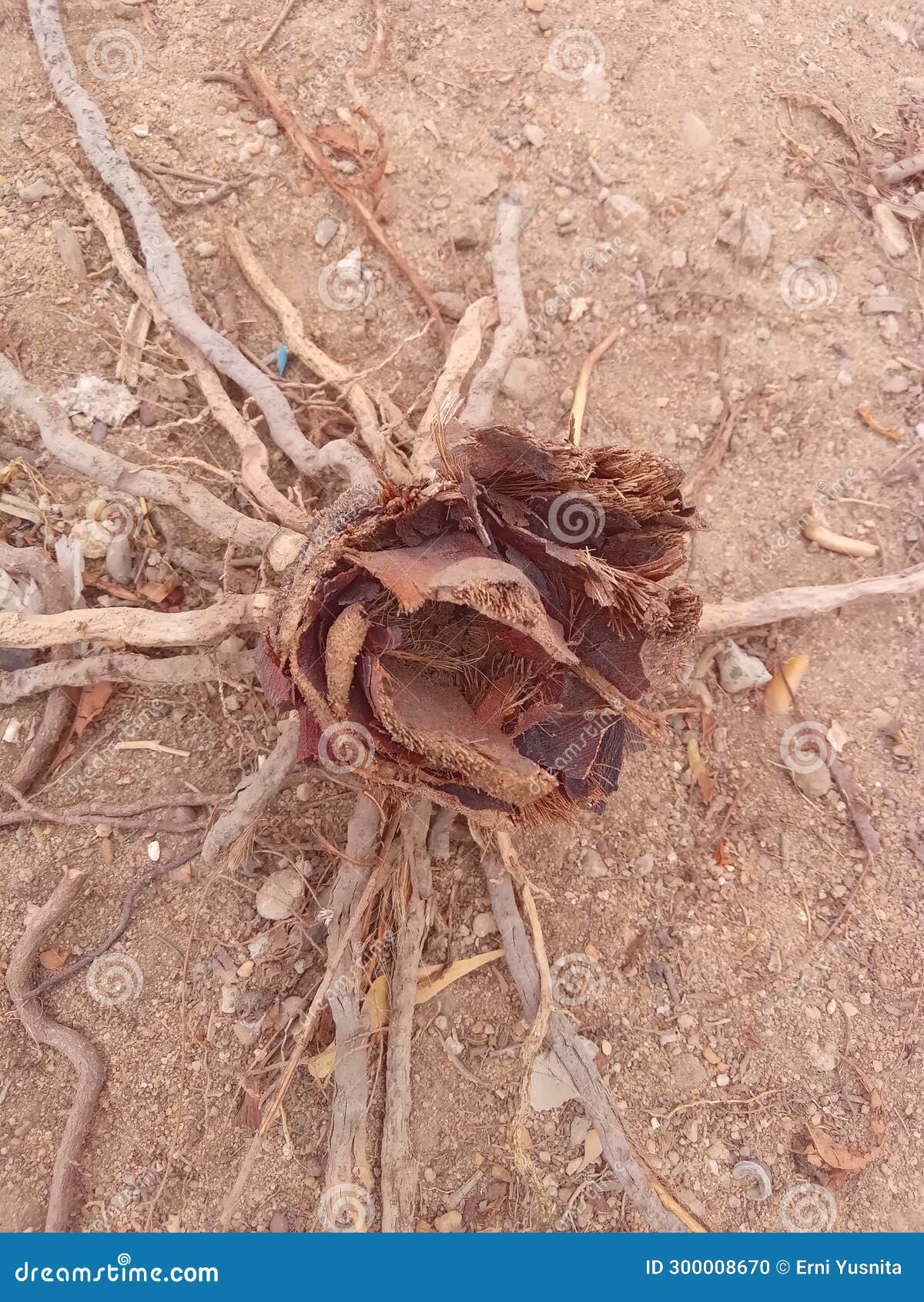Tree Roots that are Old and Dry Stock Photo - Image of sand, weather ...