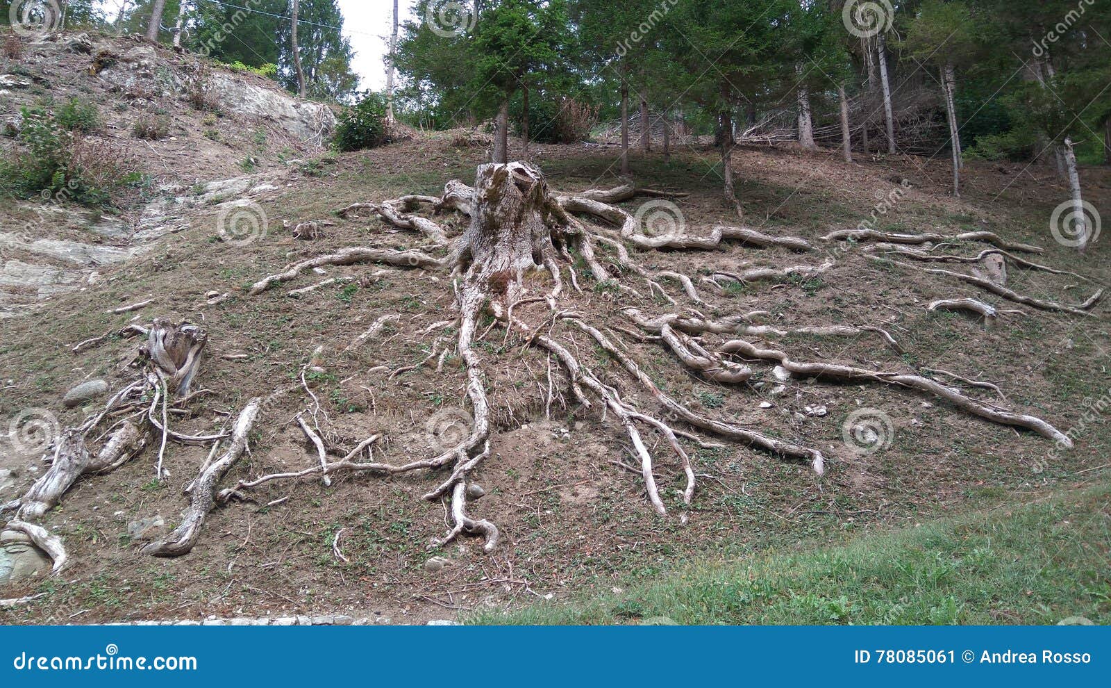 Tree roots stock image. Image of tree, earth, outside - 78085061