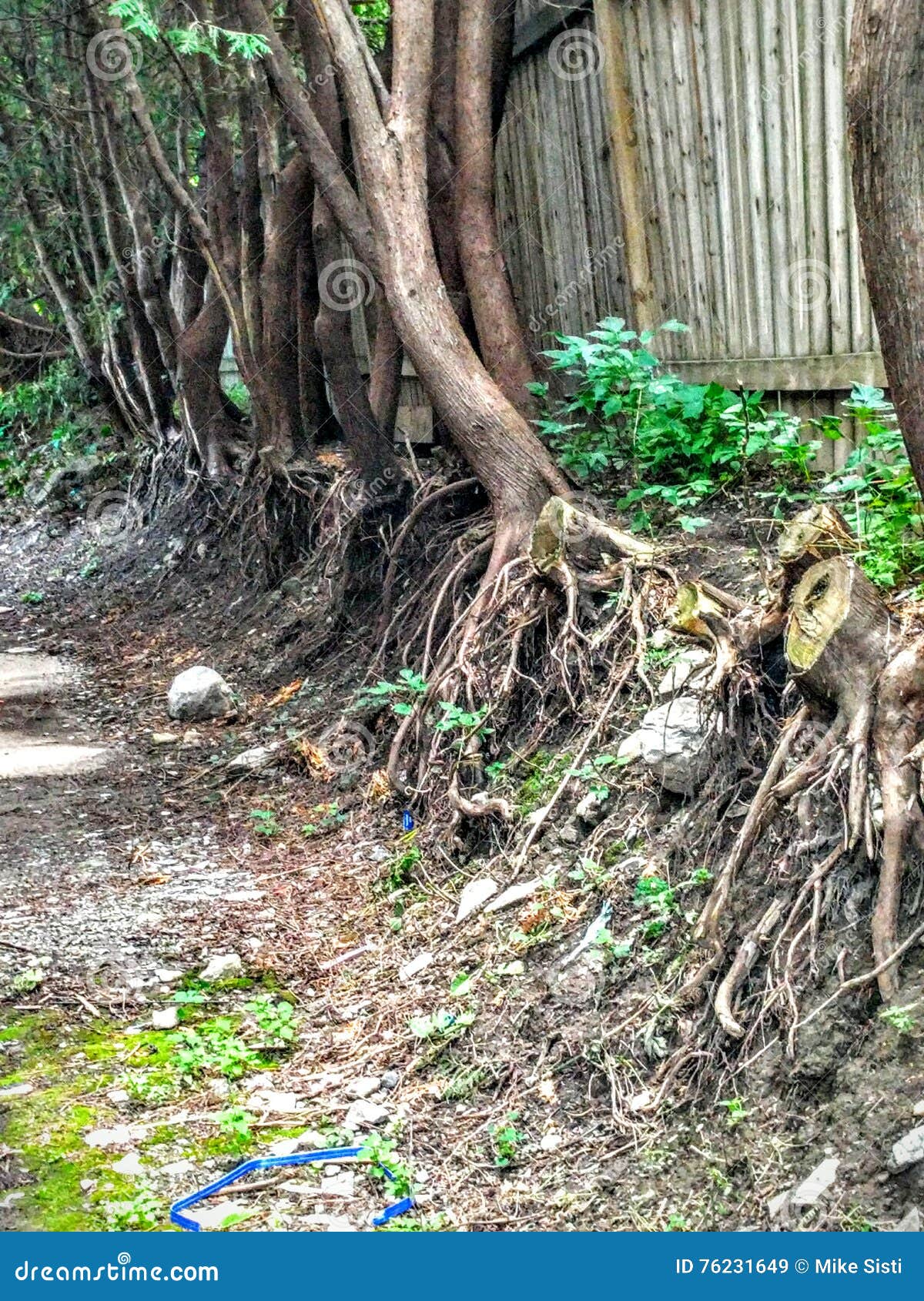 Tree Roots stock image. Image of tree, roots, scary, looking - 76231649