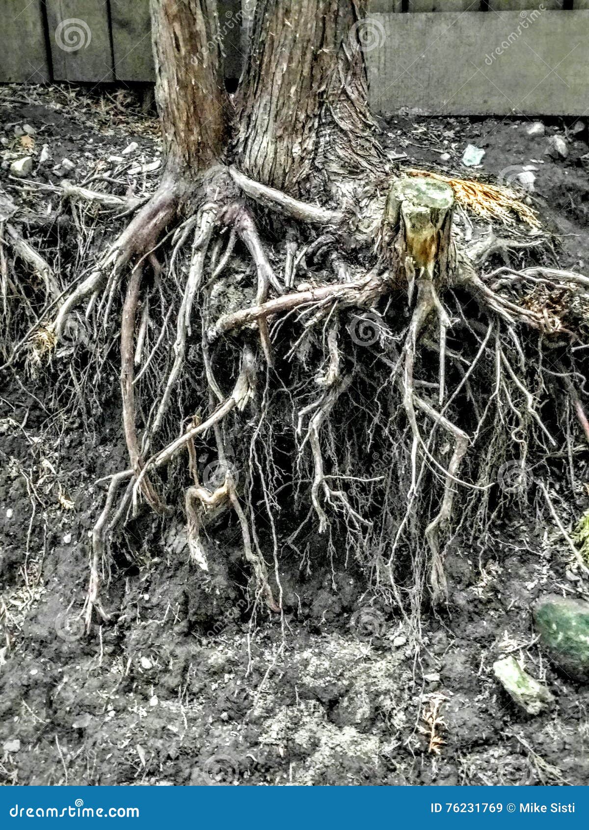 Tree Roots stock image. Image of roots, soil, trunk, branch - 76231769