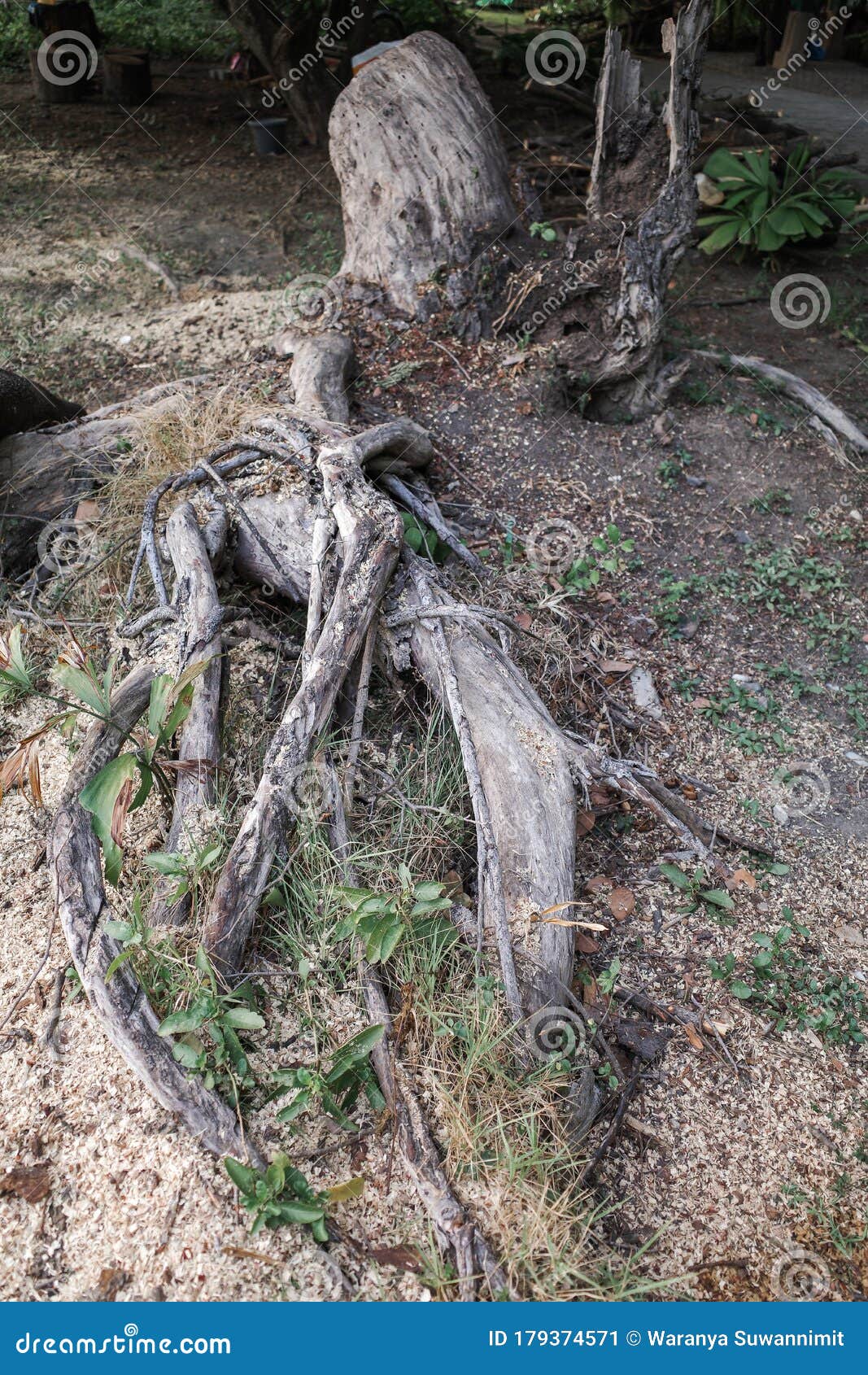 Tree roots and old stump stock image. Image of arts - 179374571