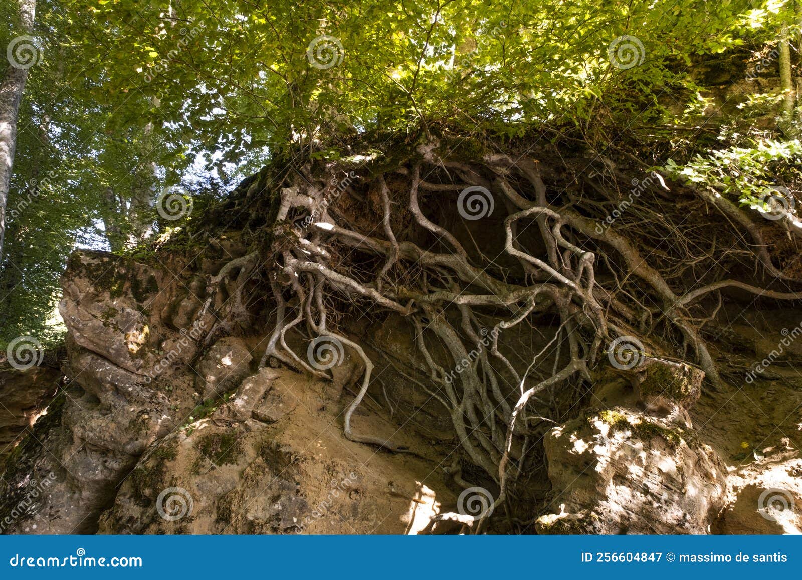 Tree Roots Out of the Crumbling Ground Stock Image - Image of root ...