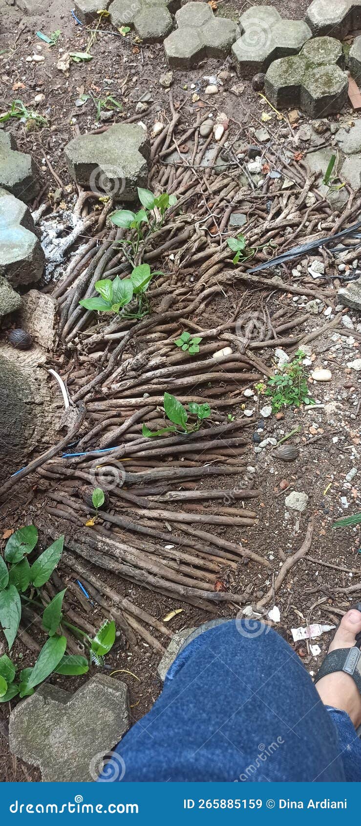 Tree Roots Out of the Ground until it Hardens Stock Image - Image of ...