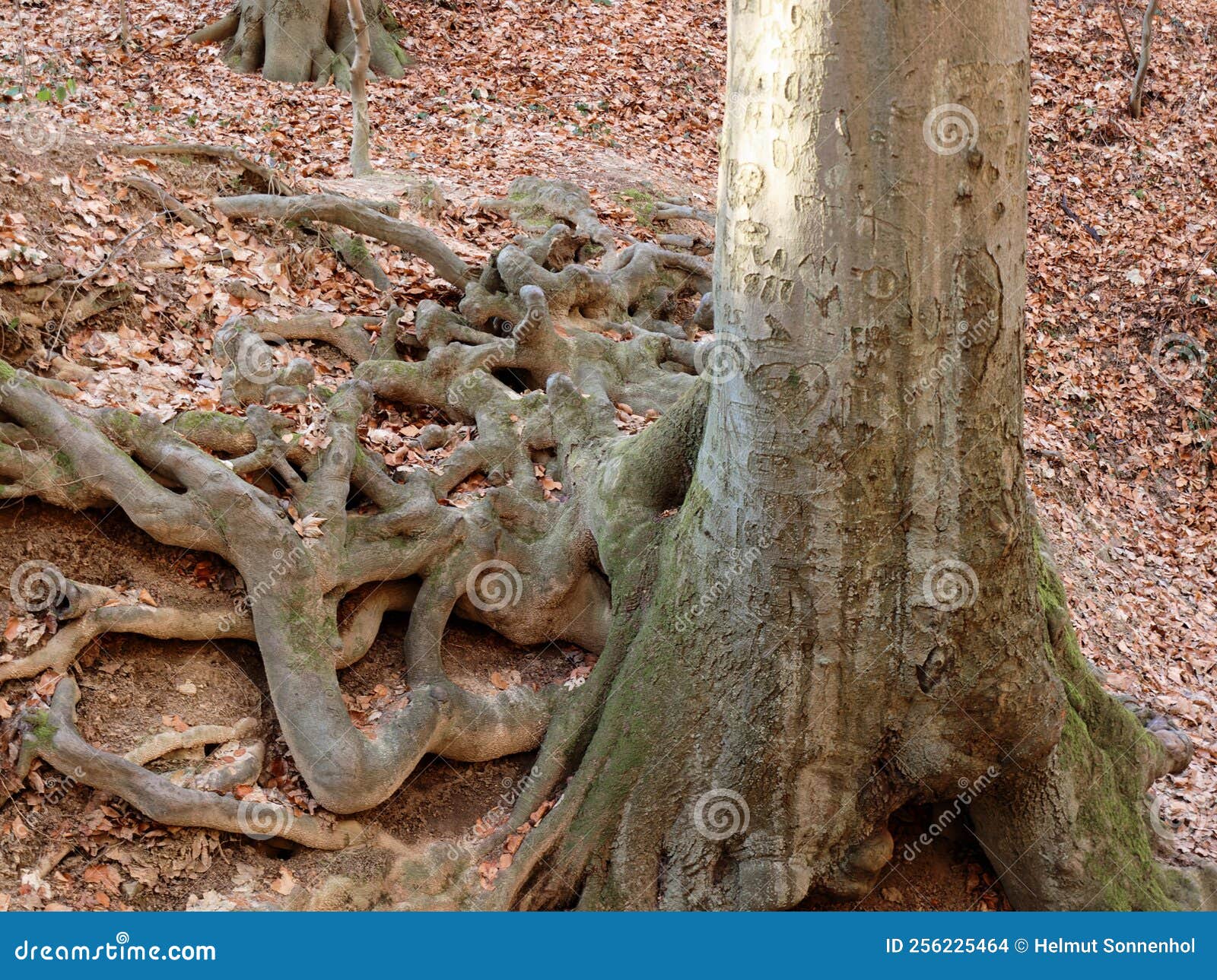 Tree with Roots Outside the Ground in a Forest Stock Photo - Image of ...