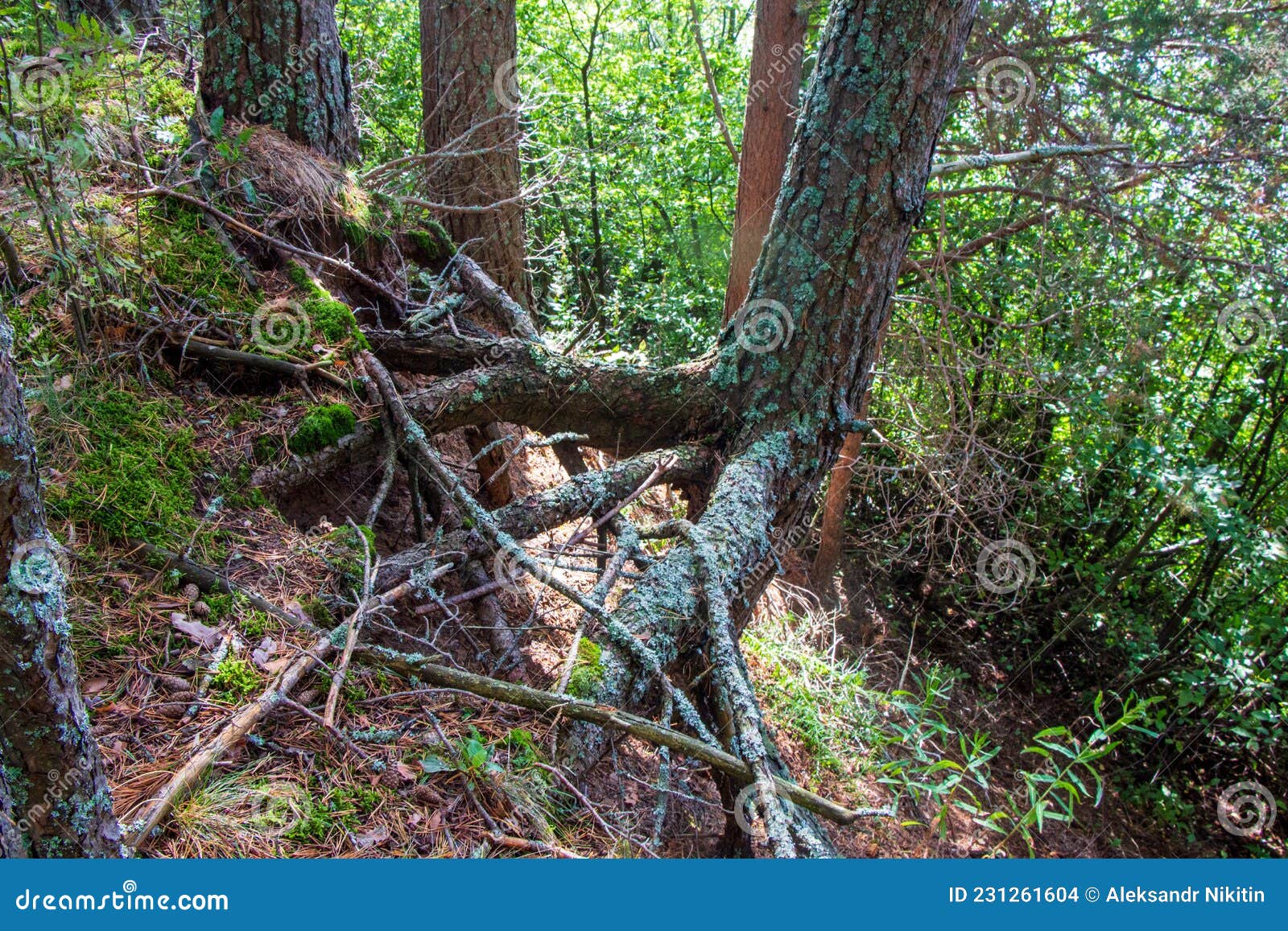 Tree roots over a cliff stock photo. Image of travel - 231261604