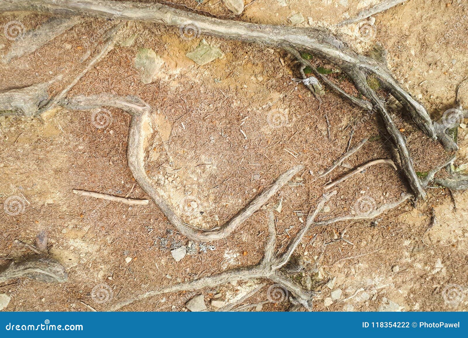 Tree roots over dry soil stock photo. Image of growth - 118354222