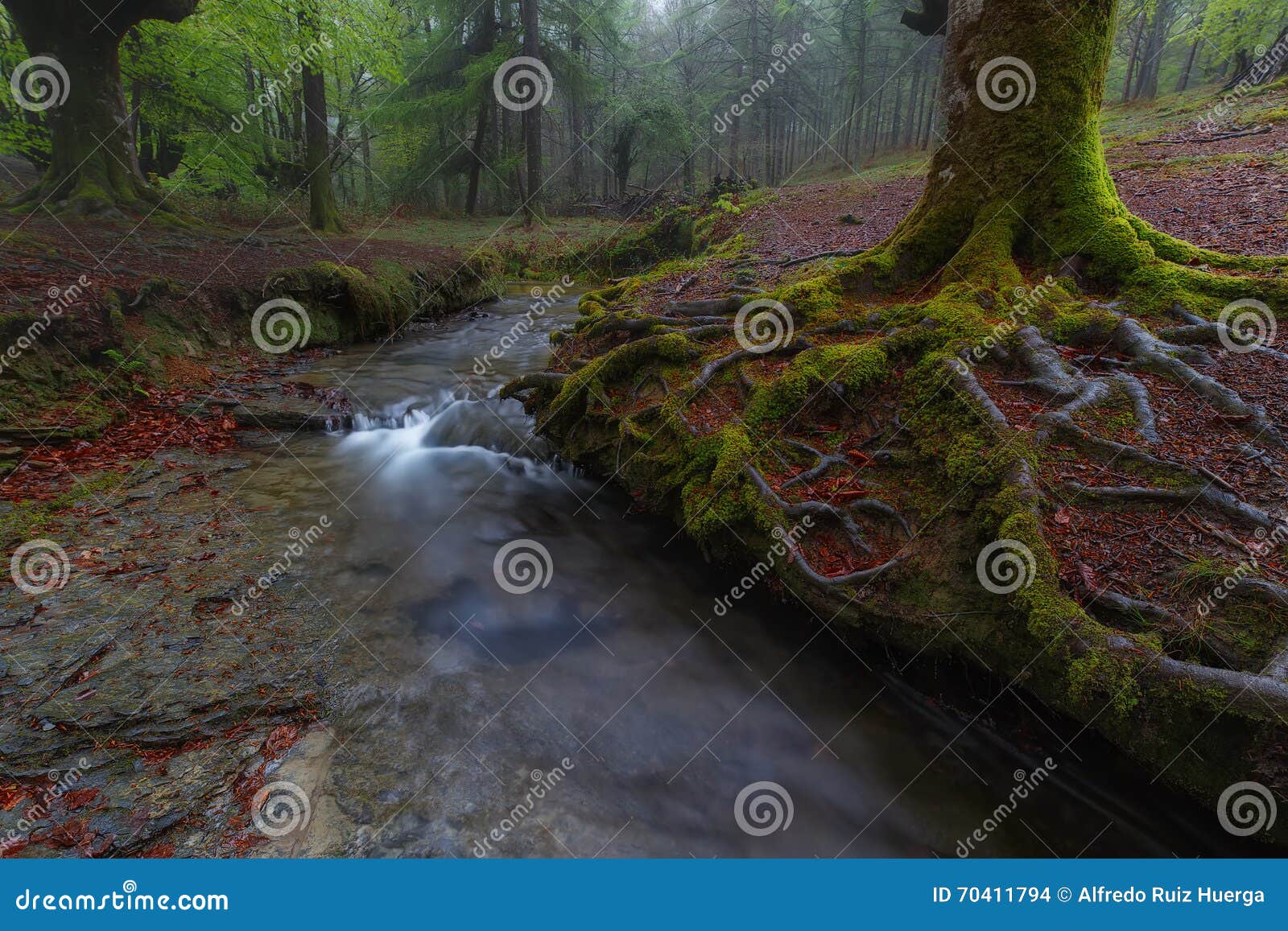 Tree roots stock photo. Image of tree, grass, leaves - 70411794