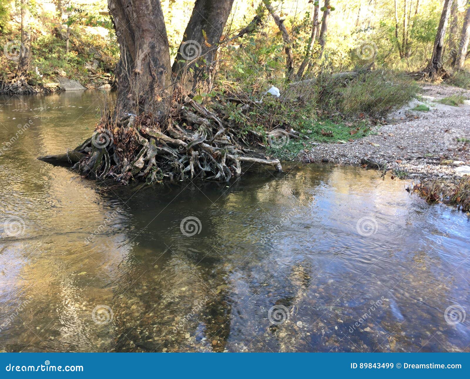 Tree roots stock image. Image of tree, forest, roots - 89843499