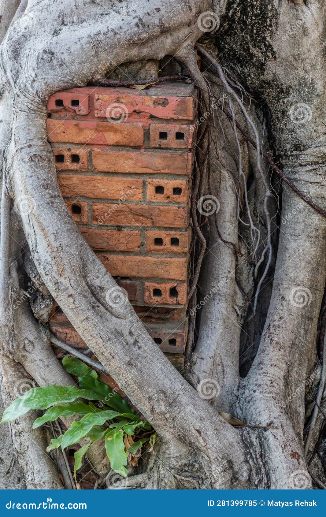 Tree Roots Overgrowing a Brick Wall in Chiang Mai, Thaila Stock Image ...
