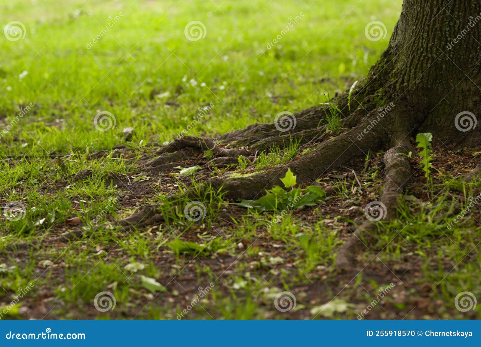 Tree Roots Overgrown with Beautiful Green Grass Outdoors Stock Photo ...