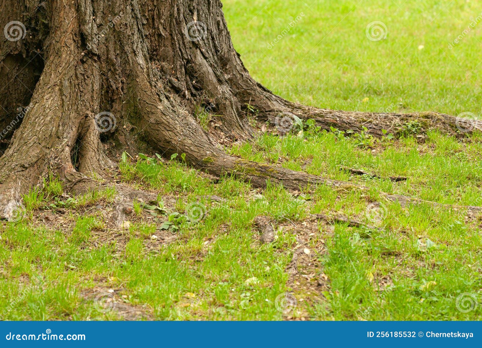 Tree Roots Overgrown with Beautiful Green Grass Outdoors Stock Photo ...