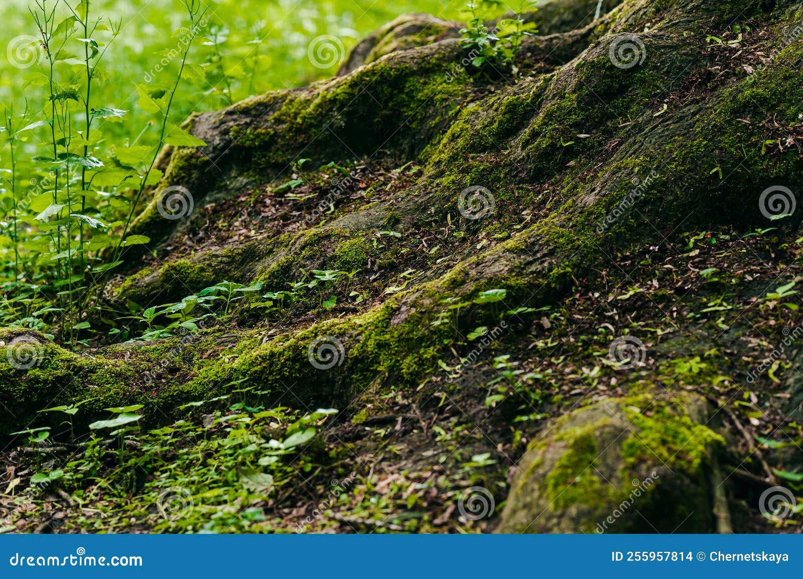 Tree Roots Overgrown with Beautiful Green Grass Outdoors, Closeup Stock ...