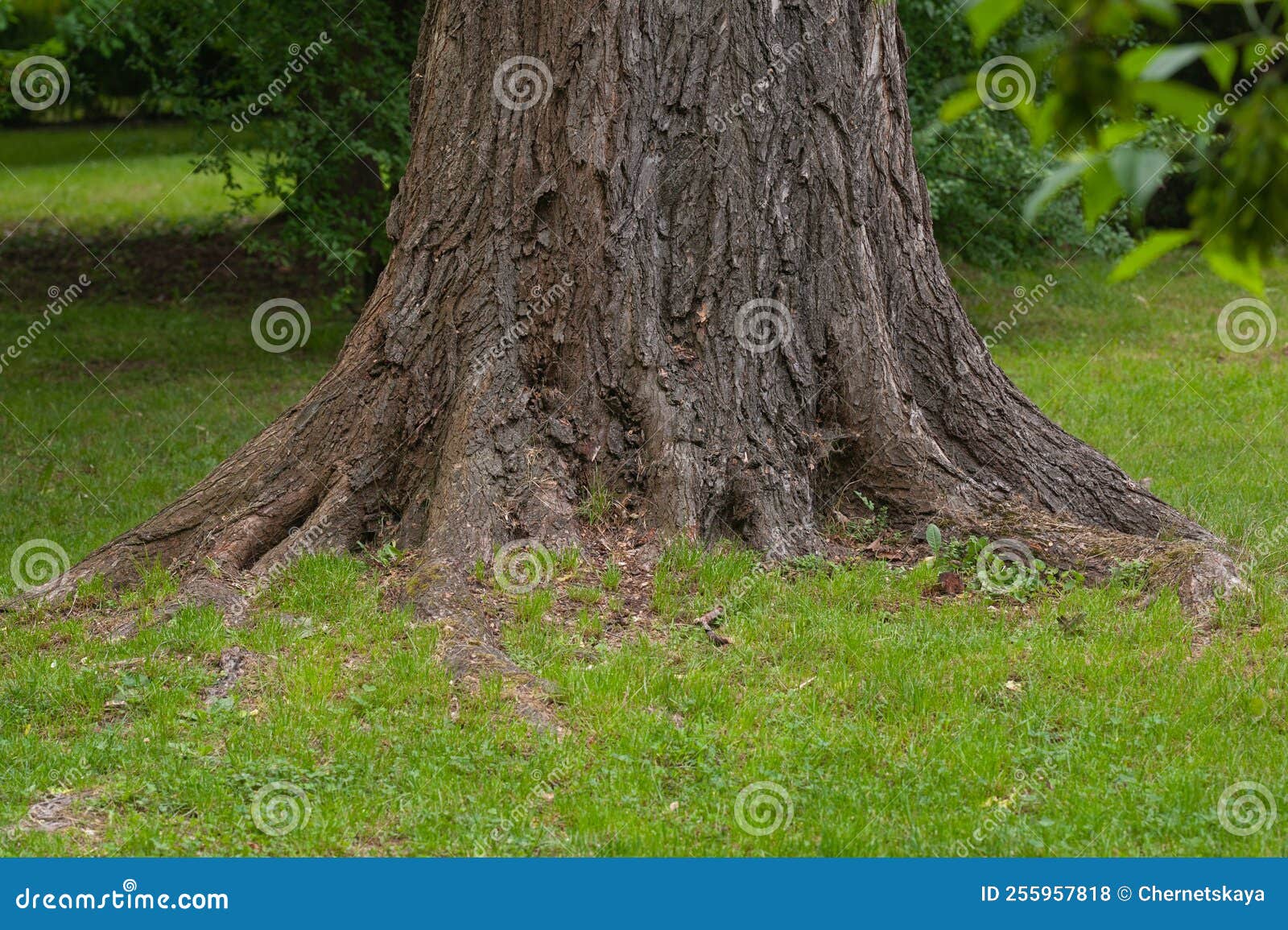Tree Roots Overgrown with Beautiful Green Grass in Park Stock Photo ...