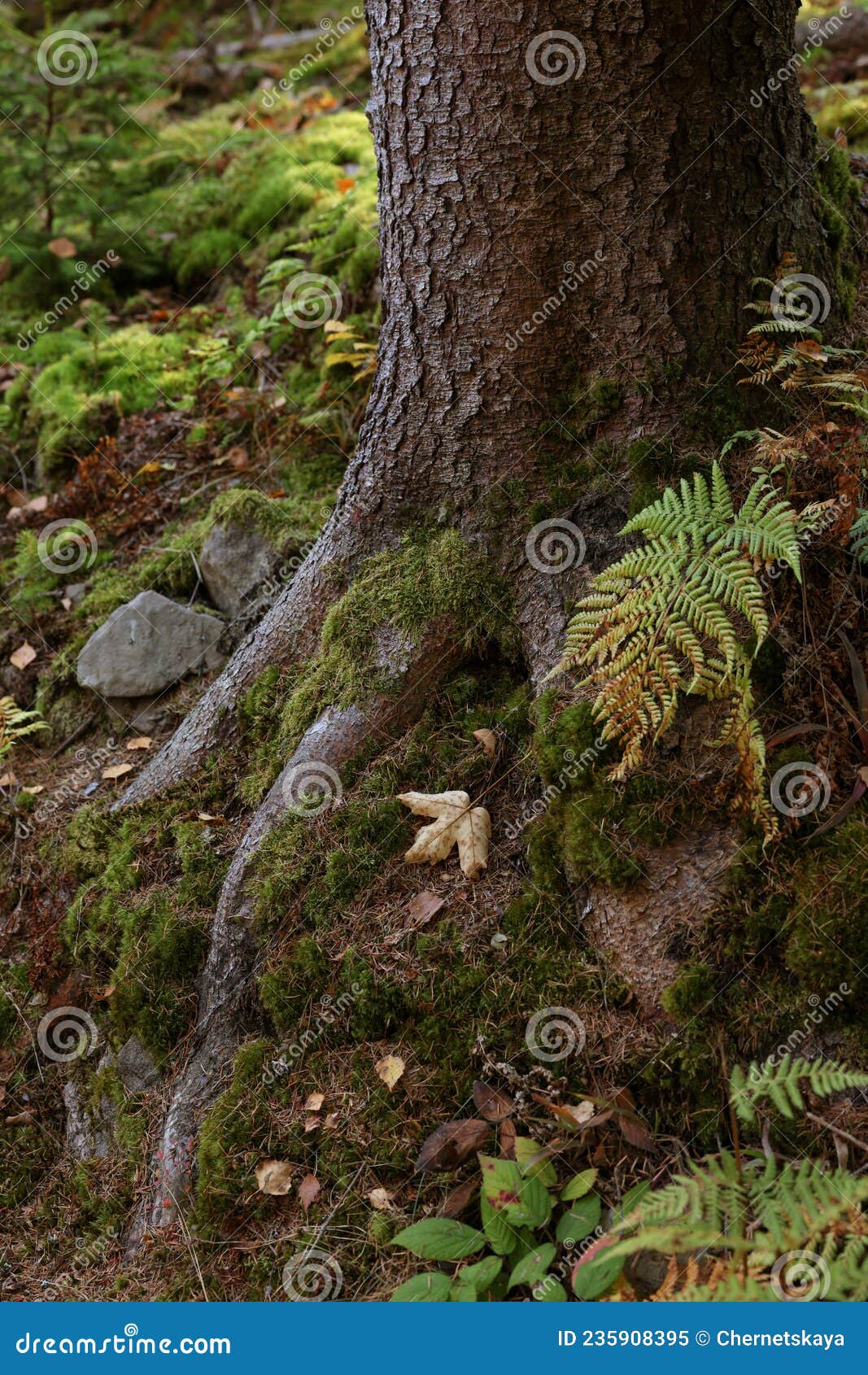 Tree Roots Overgrown with Beautiful Green Moss in Forest Stock Image ...