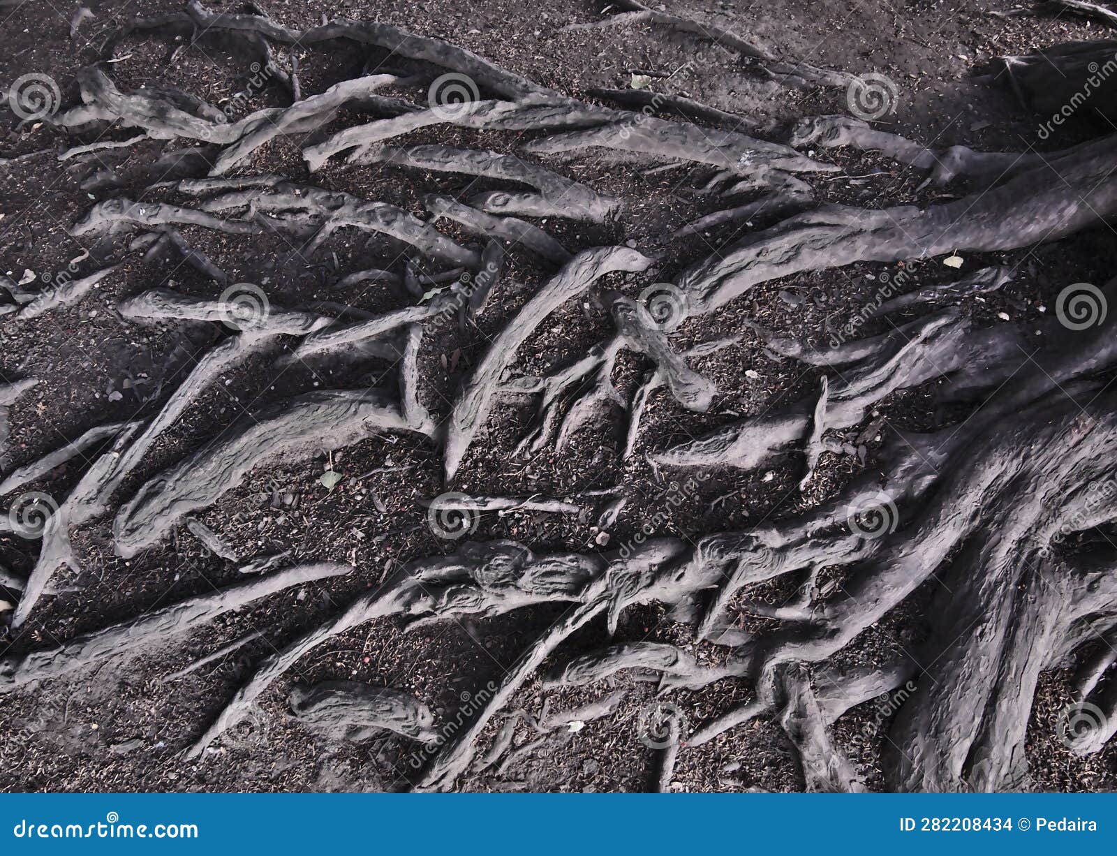 Exposed Roots from a Tree Produce an Abstract Pattern Stock Photo ...