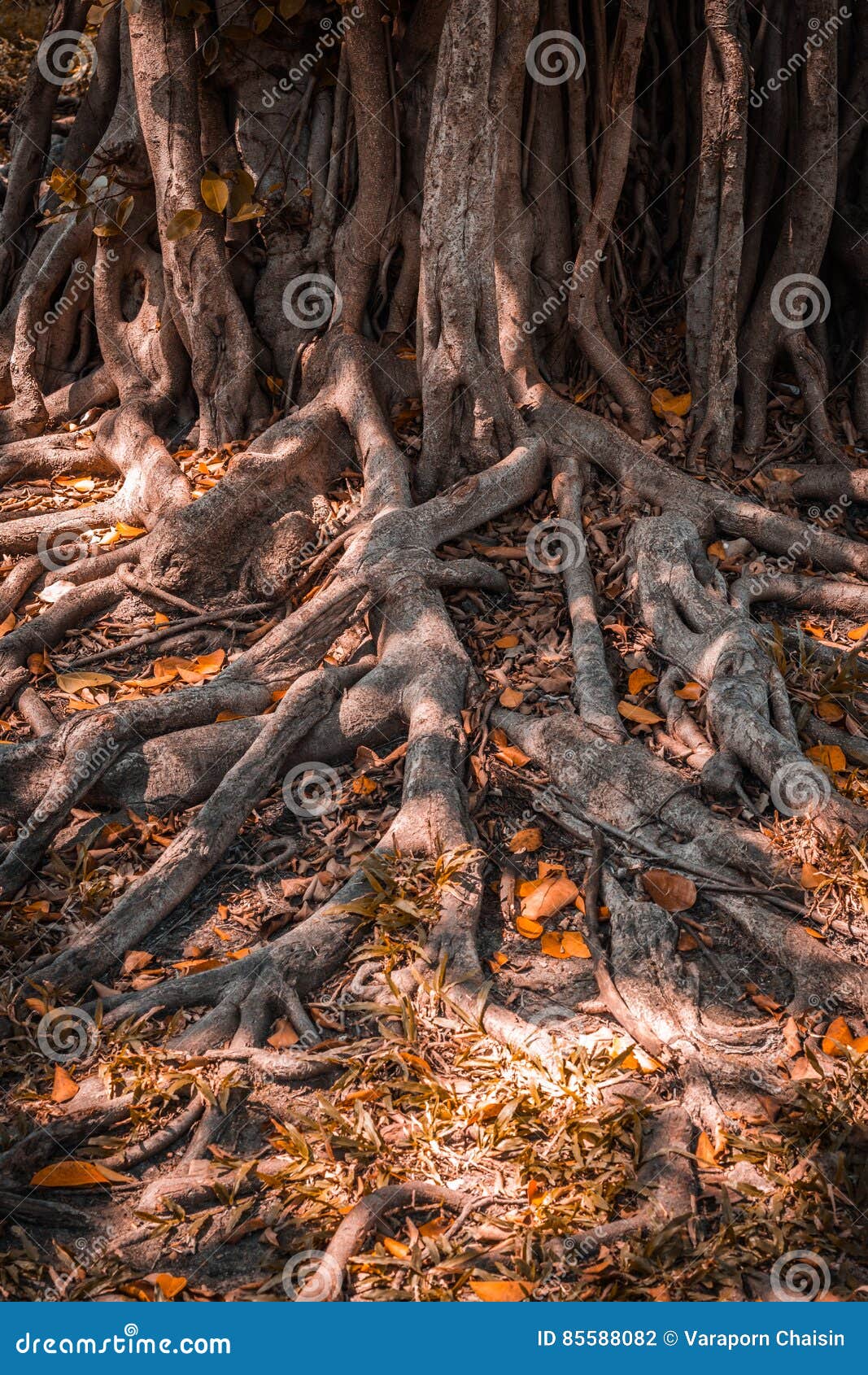 Tree Roots in a park. stock photo. Image of agriculture - 85588082