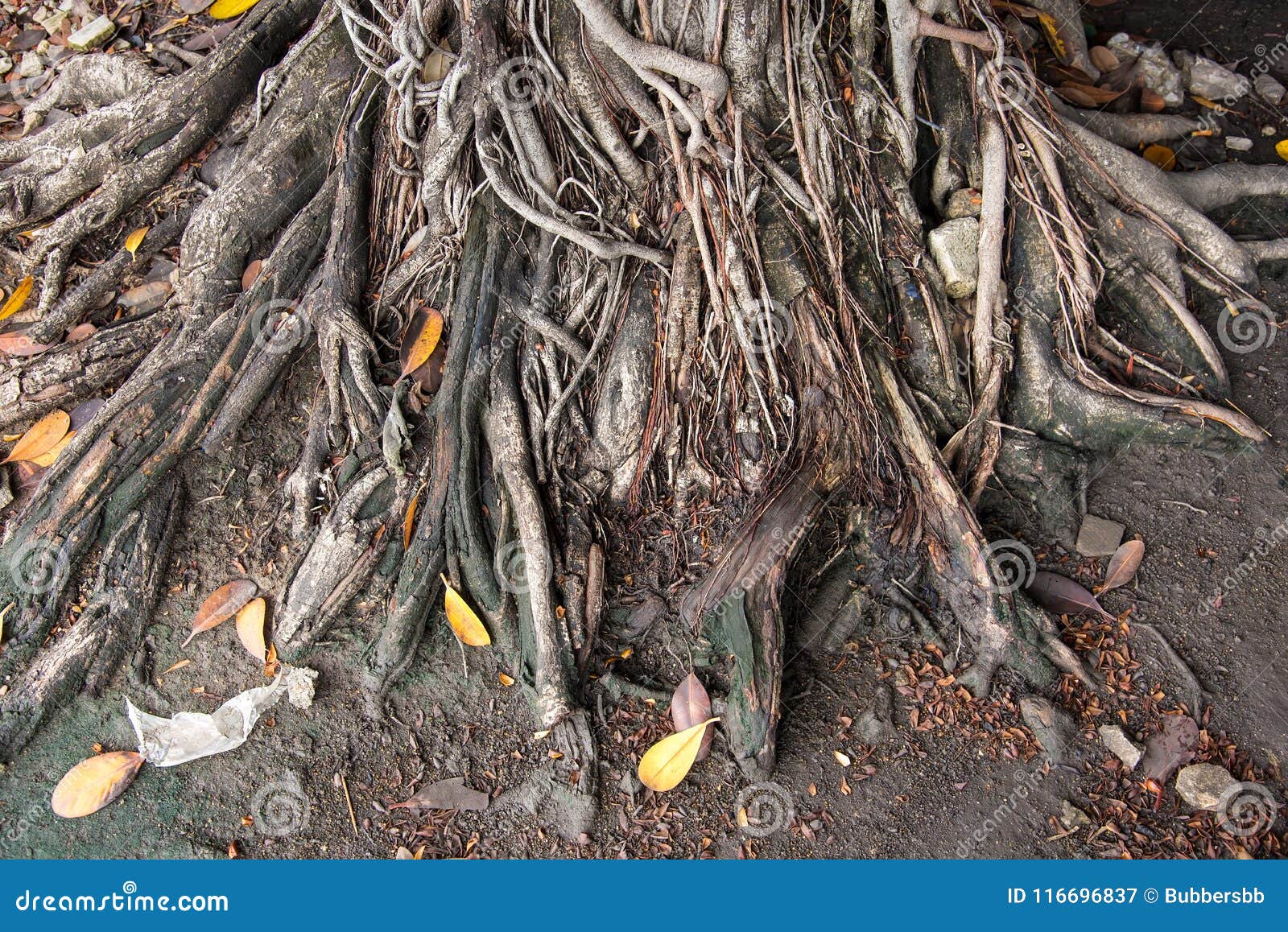 Tree Roots in Park of Thailand. Stock Image - Image of life, grunge ...