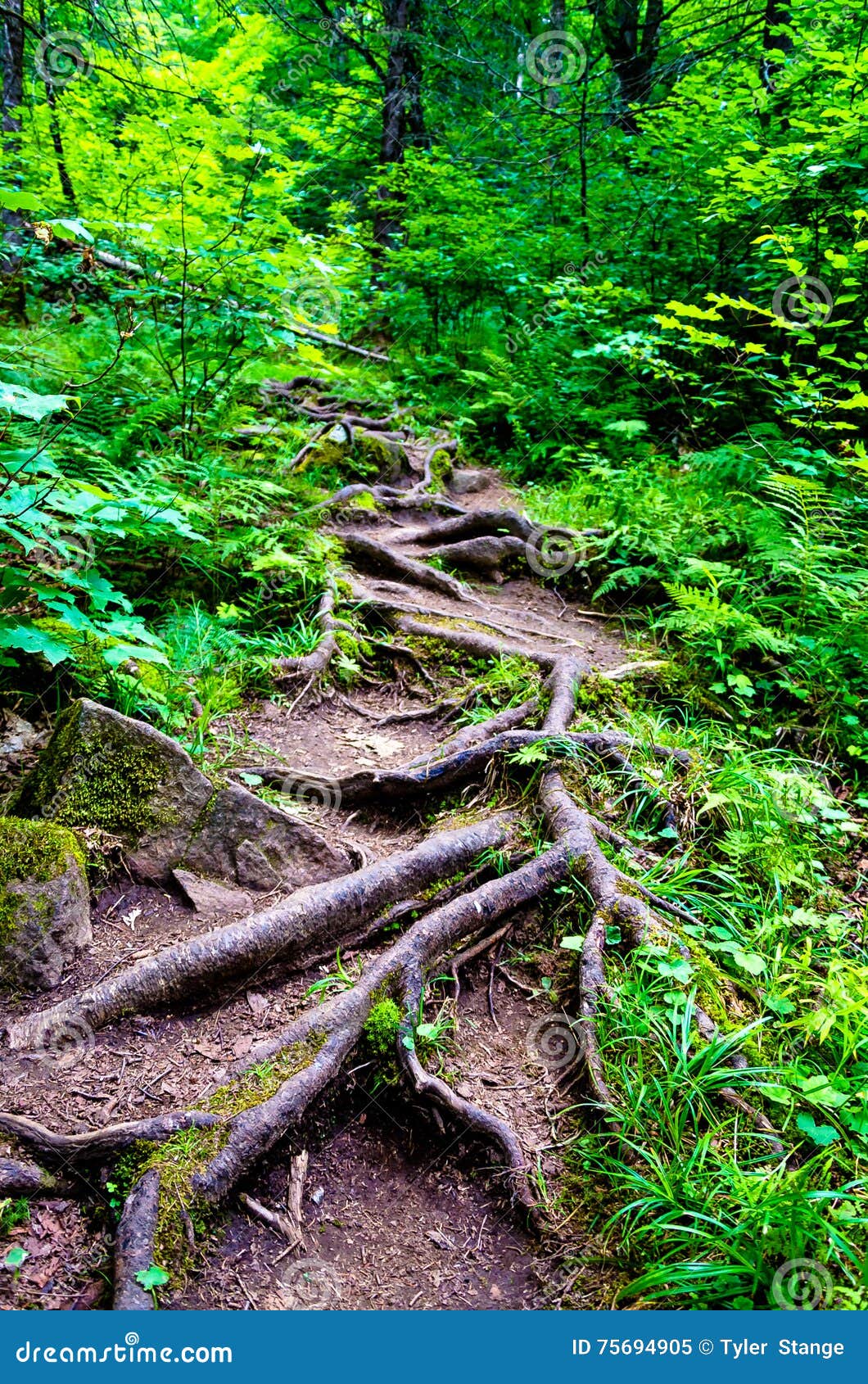 Tree Roots in Path, Algonquin Park, Ontario, Canada Stock Image - Image ...