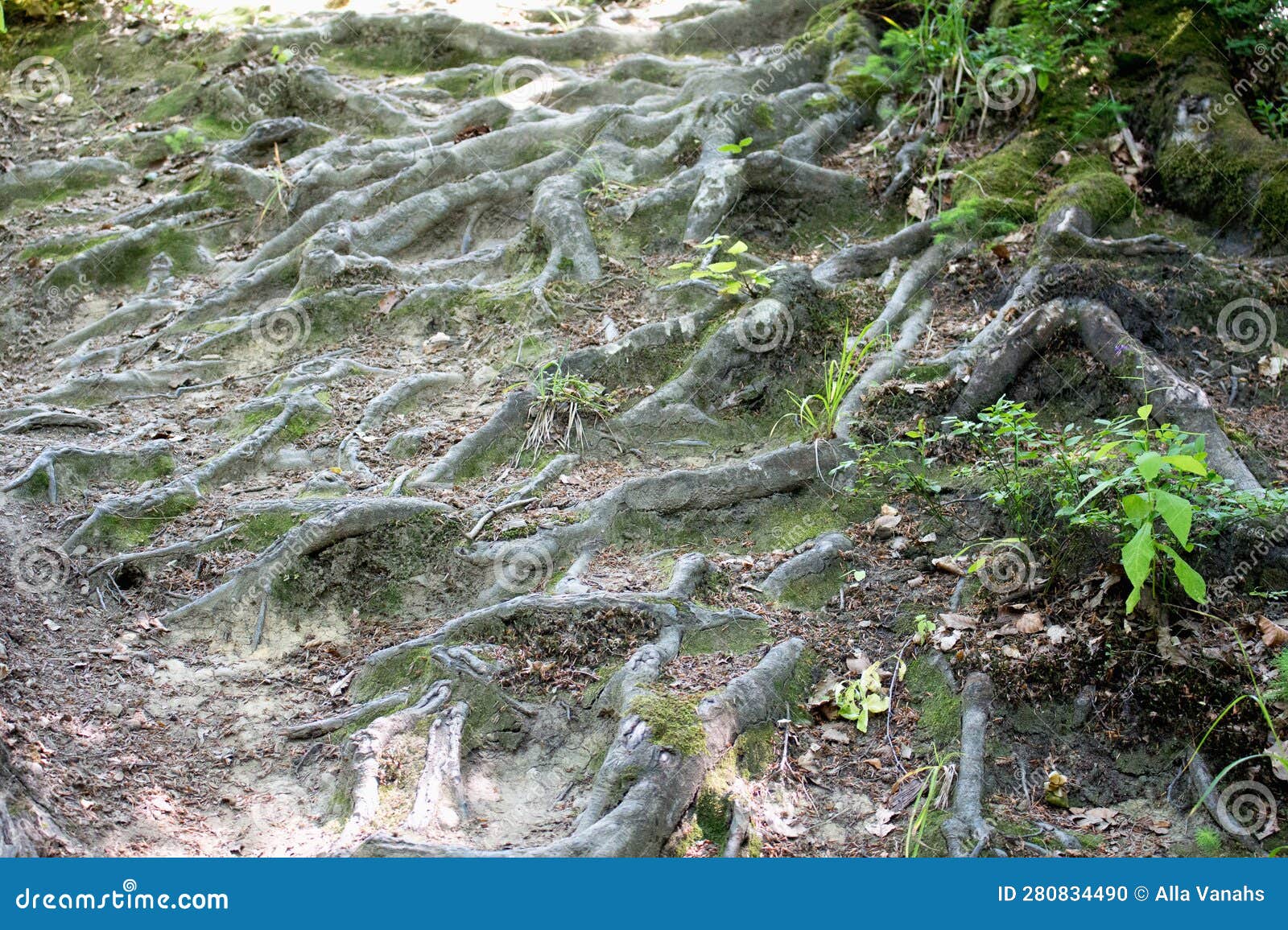 Tree roots on the path stock photo. Image of soil, tree - 280834490