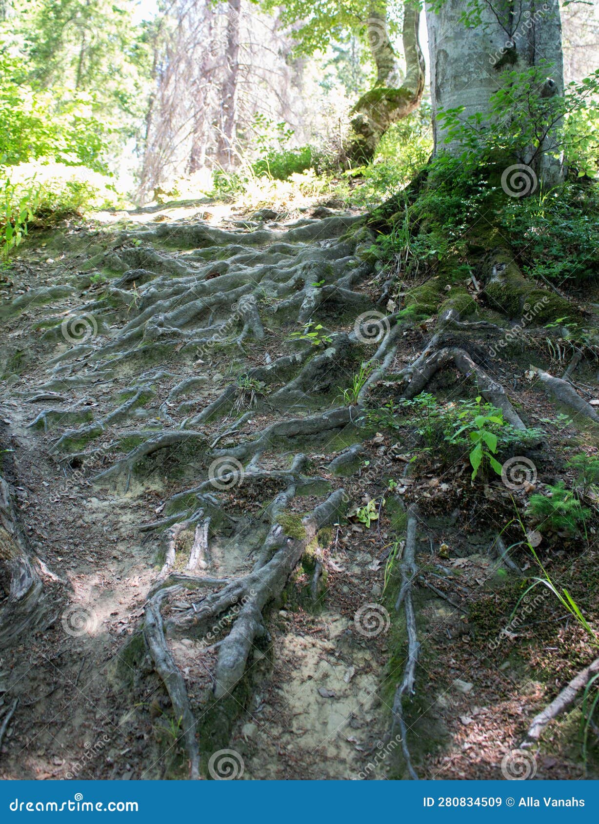 Tree roots on the path stock image. Image of landscape - 280834509