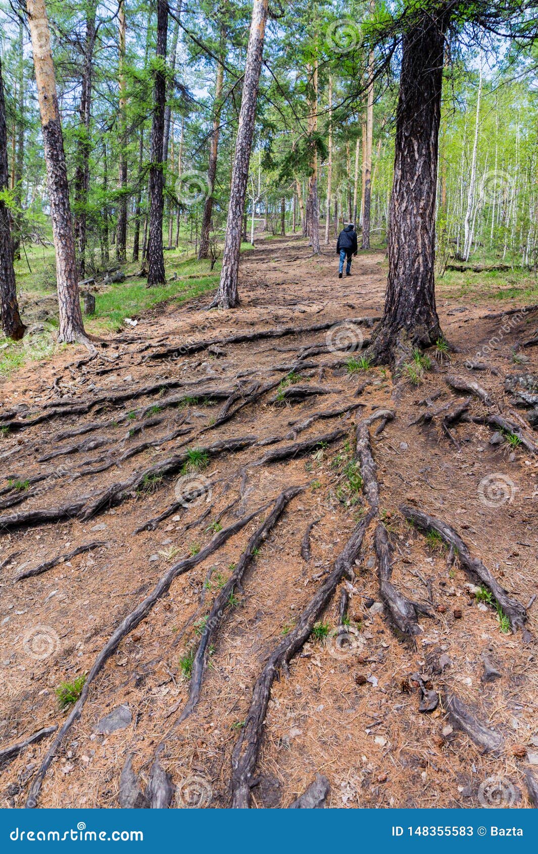 Tree Roots on the Pathway in the Forest in Autumn Season Stock Image ...