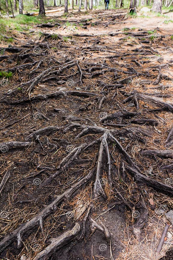 Tree Roots on the Pathway in the Forest in Autumn Season Stock Image ...