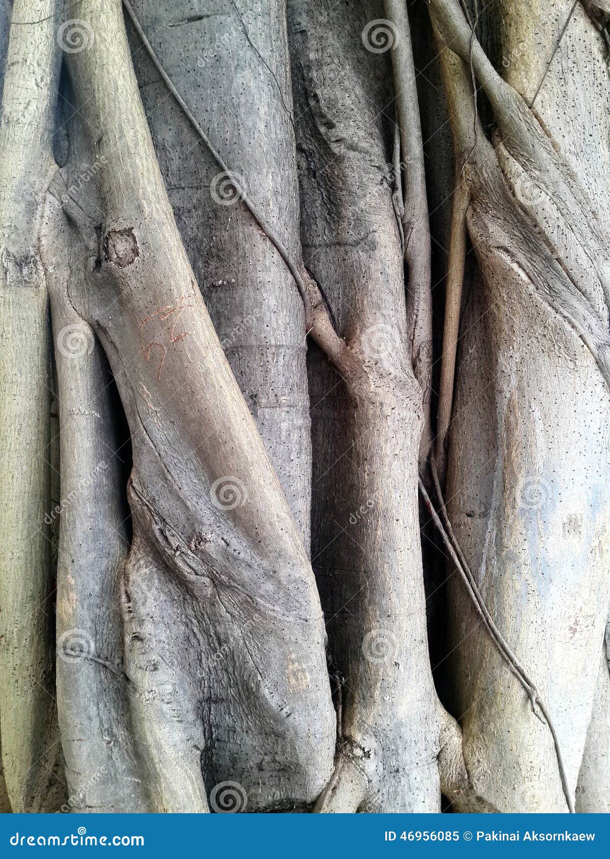Tree roots pattern stock image. Image of tree, decades - 46956085