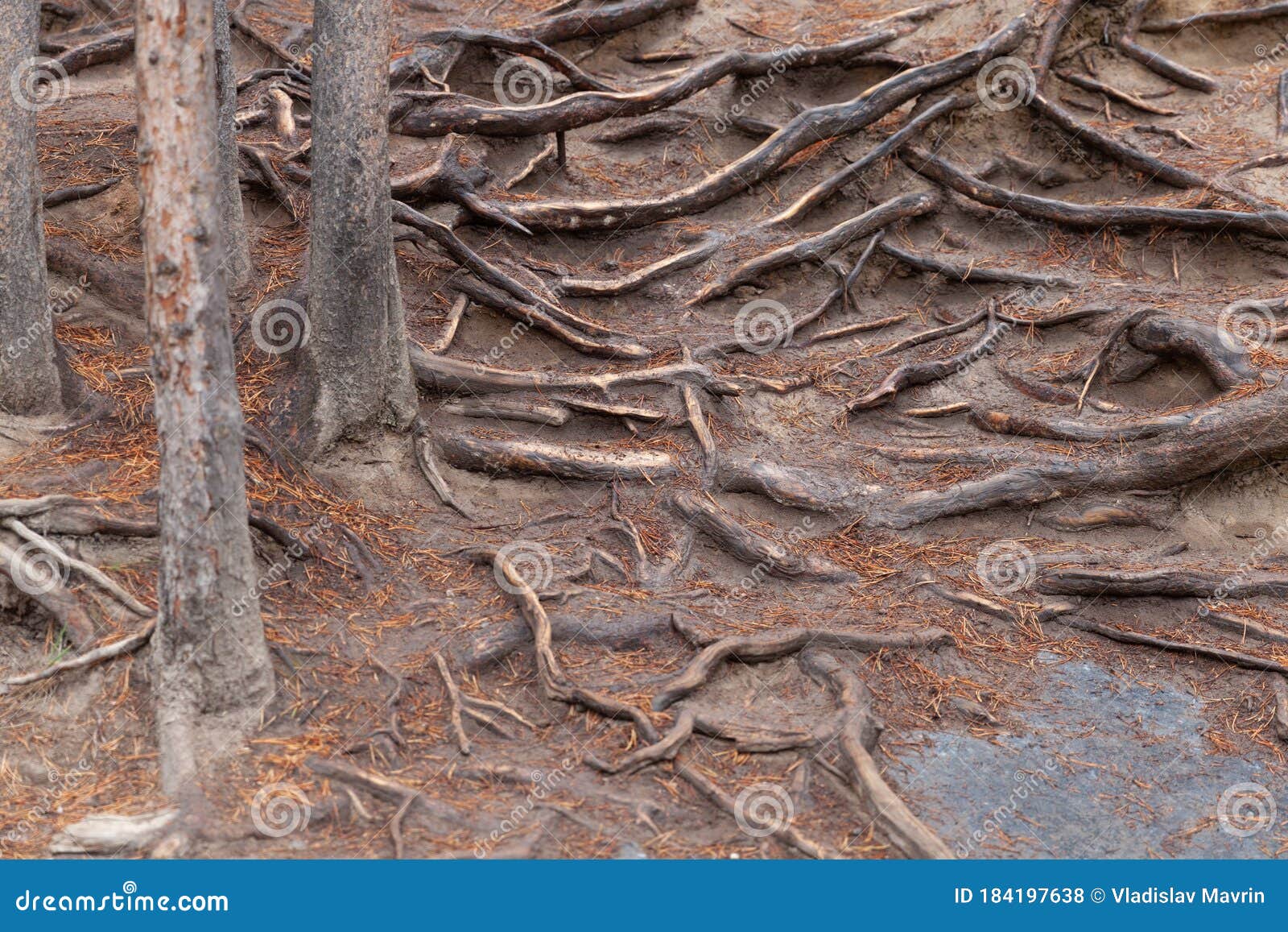 Tree roots pattern stock photo. Image of nature, branch - 184197638
