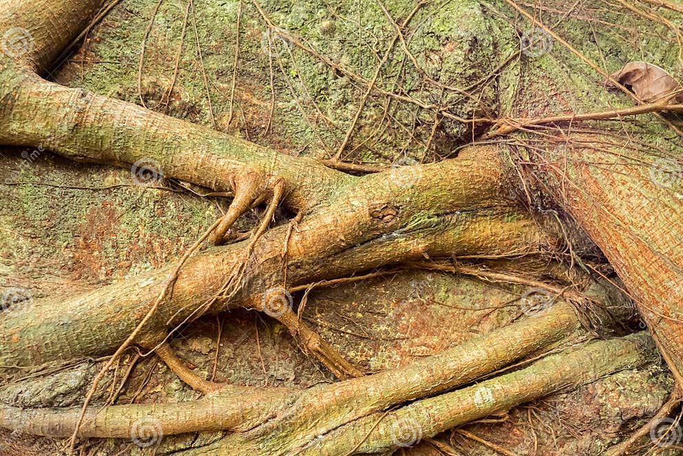 Tree Roots Pattern stock photo. Image of face, place - 115918878