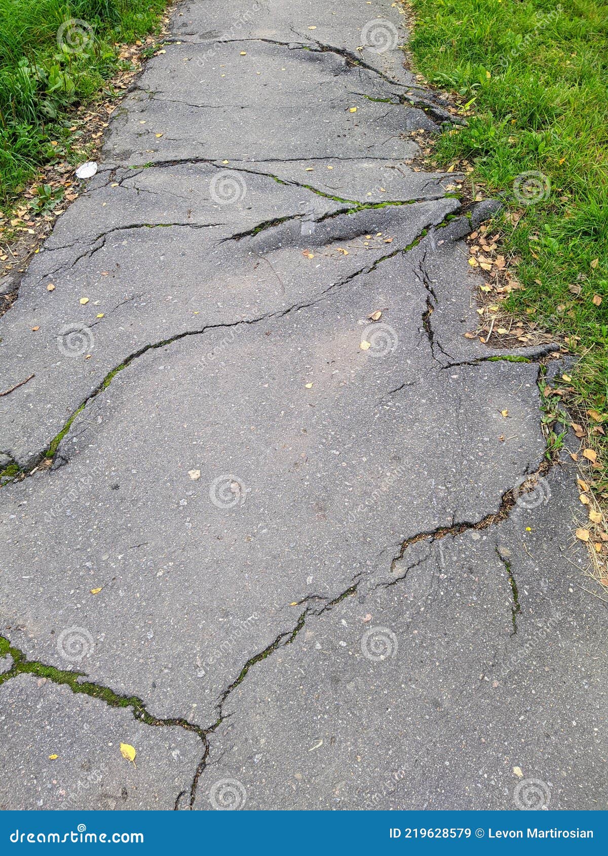 Tree Roots Pave the Asphalt of the Sidewalk in the Park Stock Image ...