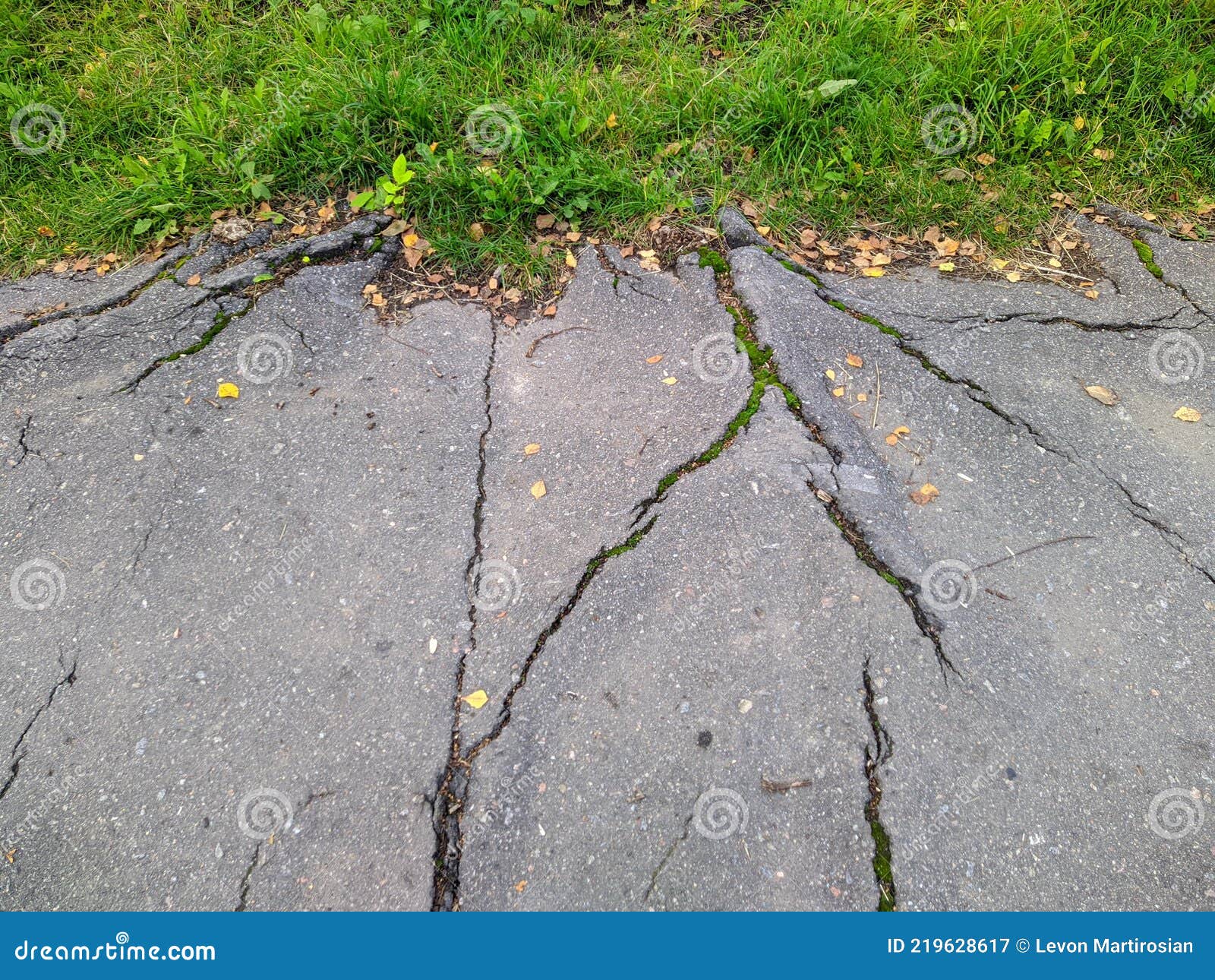 Tree Roots Pave the Asphalt of the Sidewalk in the Park Stock Image ...