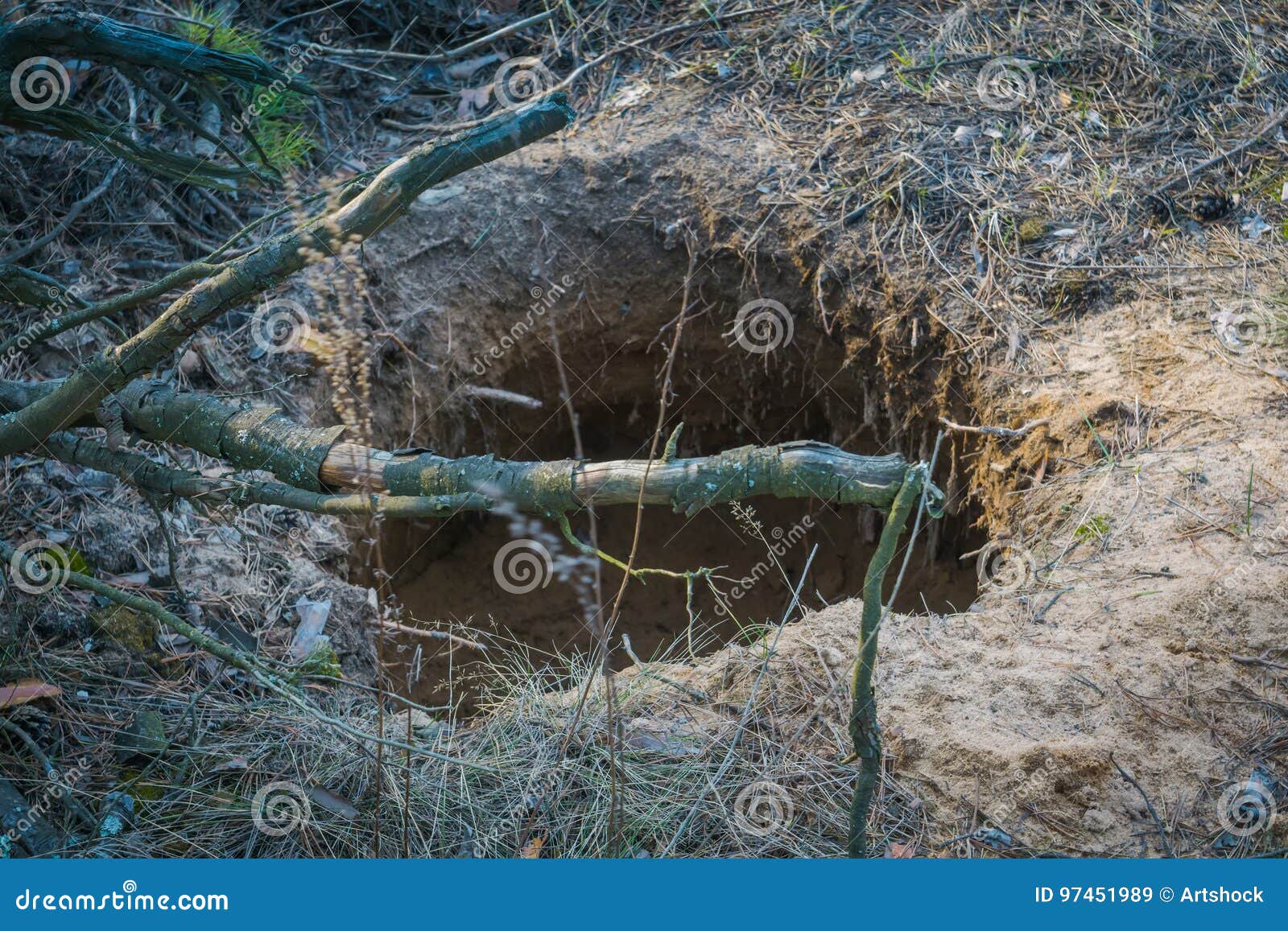 Tree Roots and a Pit stock image. Image of nature, organic - 97451989