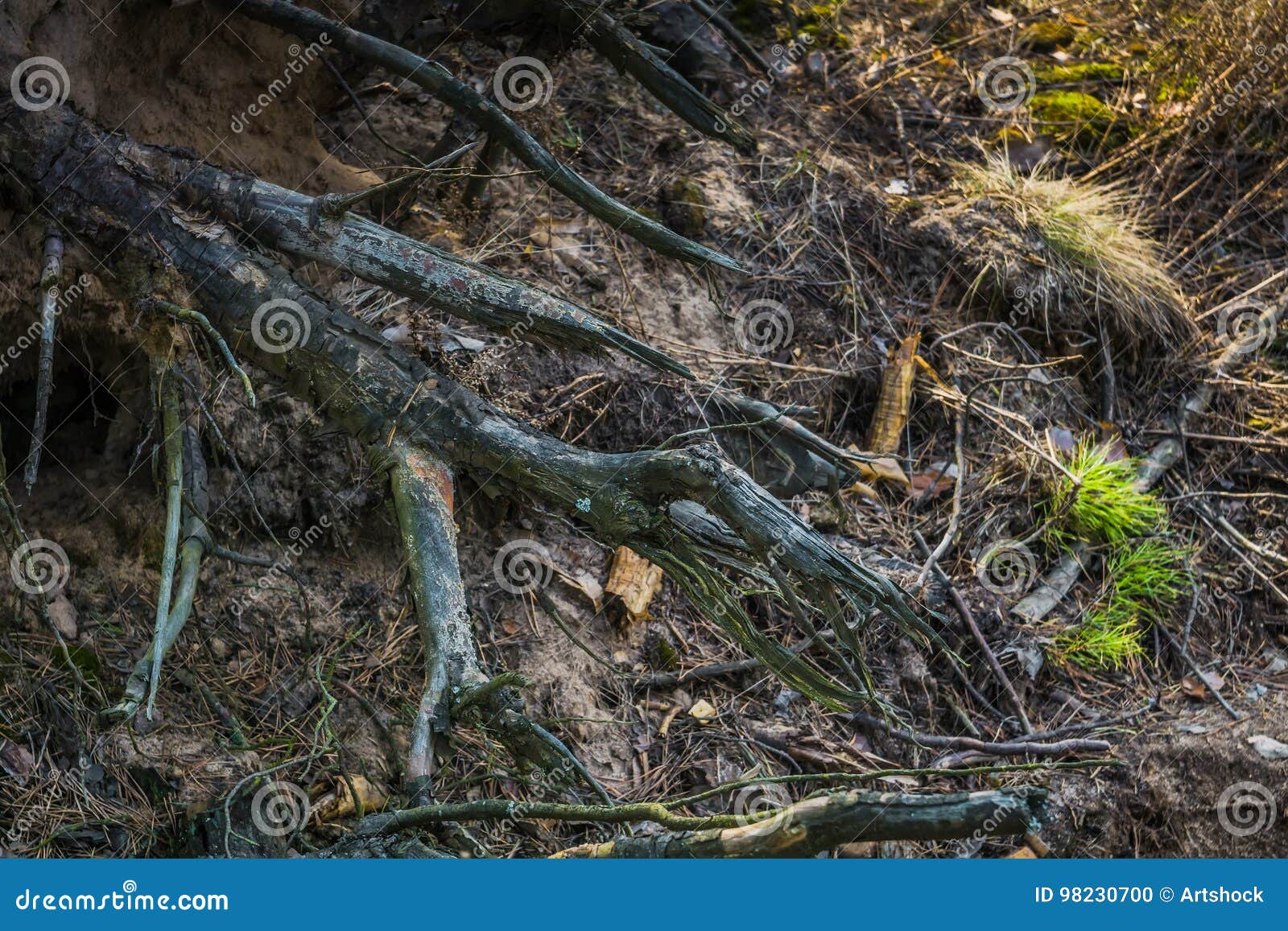 Tree Roots and a Pit stock photo. Image of gardening - 98230700