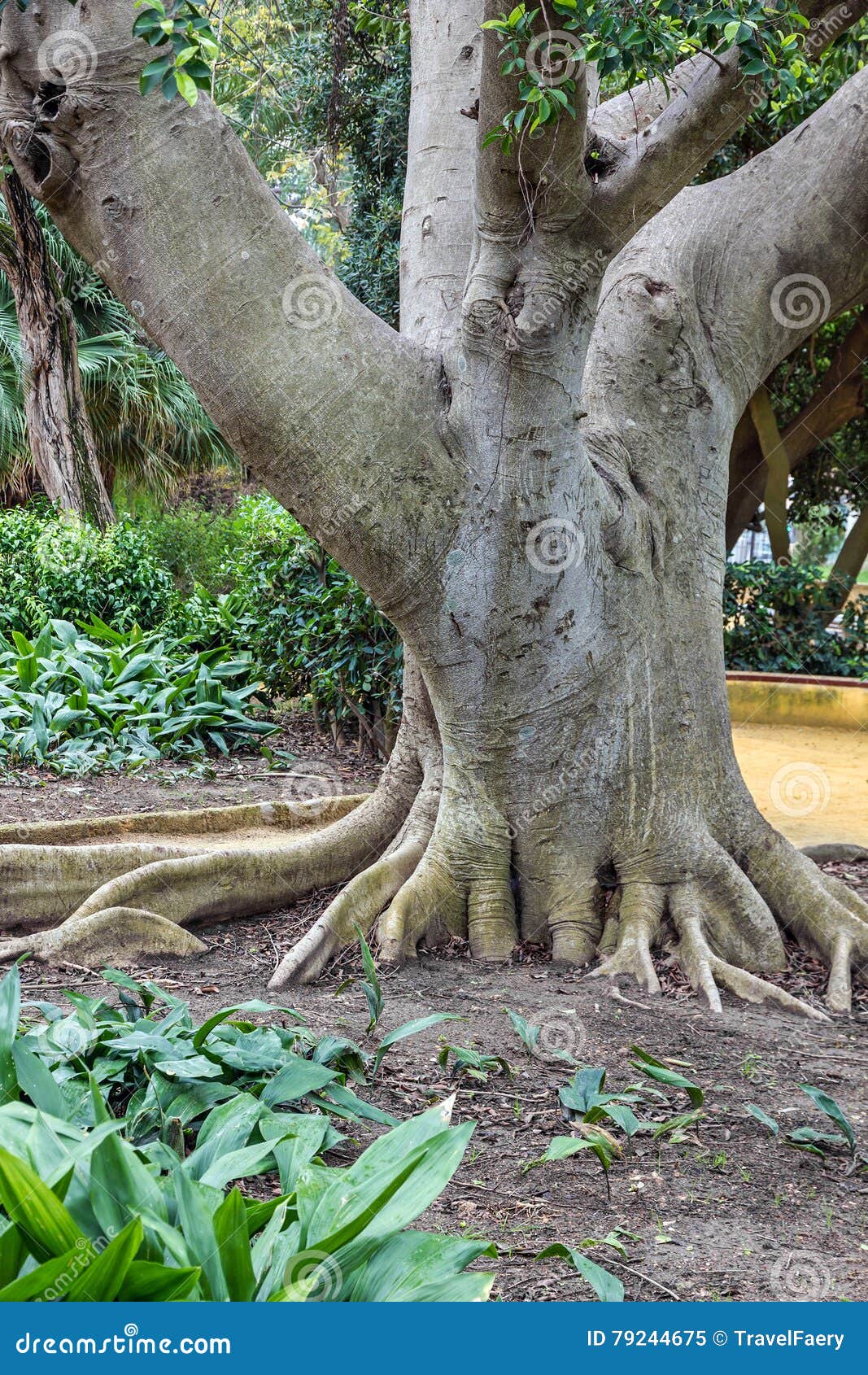 Tree Roots, Plane Tree Trunk Stock Image - Image of forest, plane: 79244675