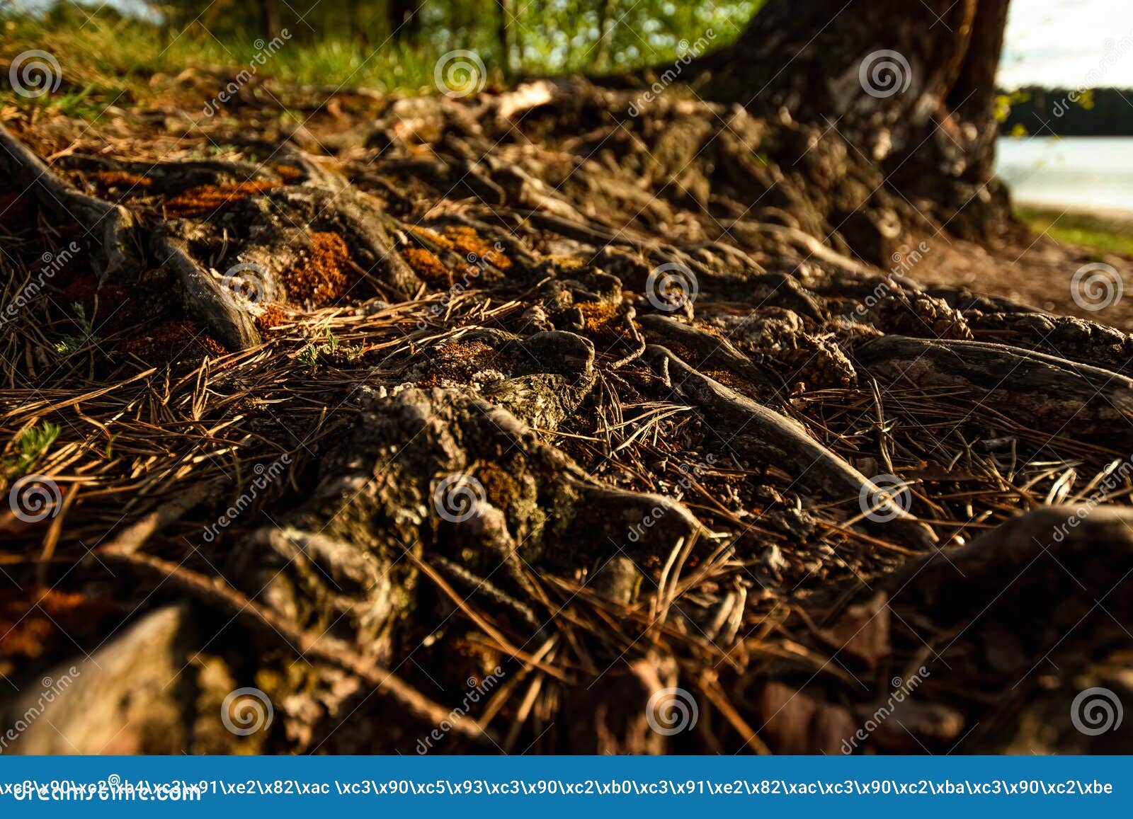 Tree Roots on Plant Background Stock Photo - Image of root, natural ...
