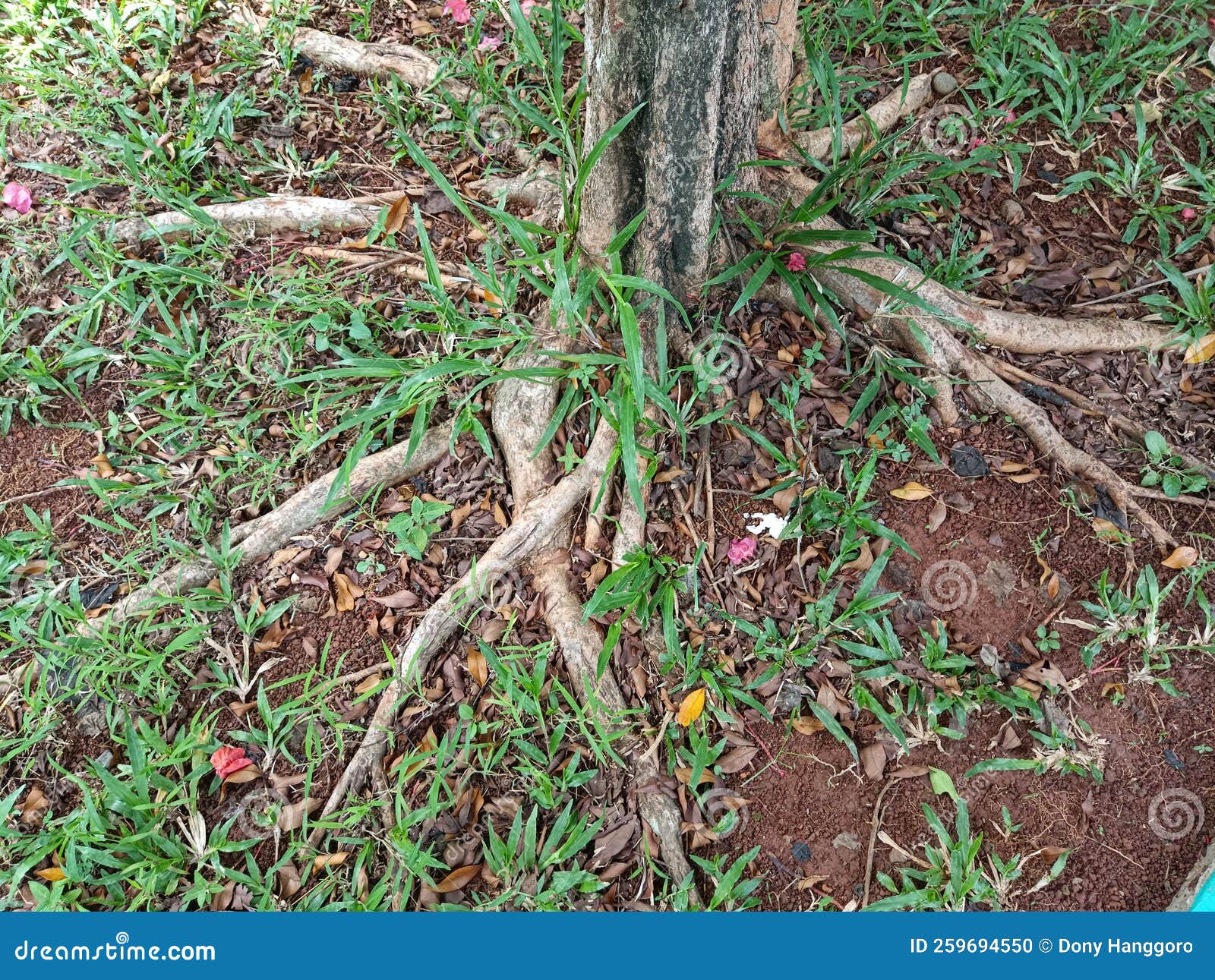 The Tree Roots of the Plant Stock Photo - Image of large, film: 259694550