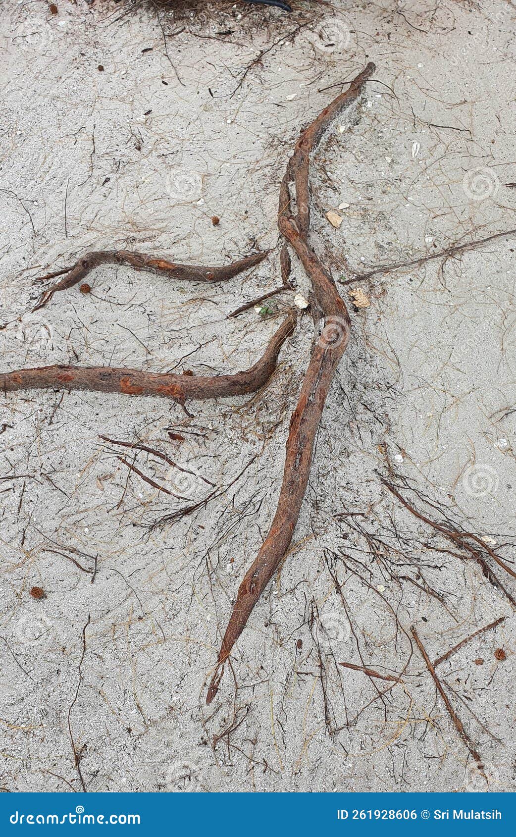 Tree Roots Poking on the Surface of the Beach Sand Stock Photo - Image ...