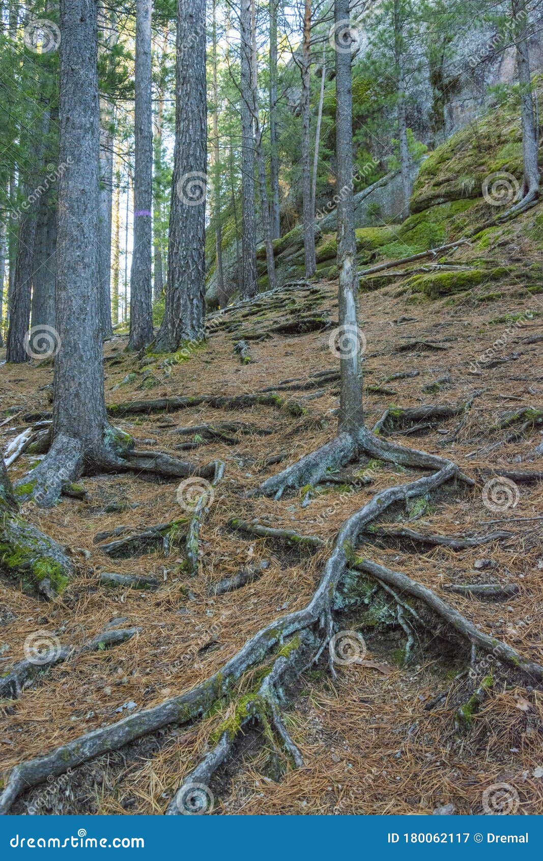 Tree Roots Protruding from the Ground Stock Image - Image of dark ...