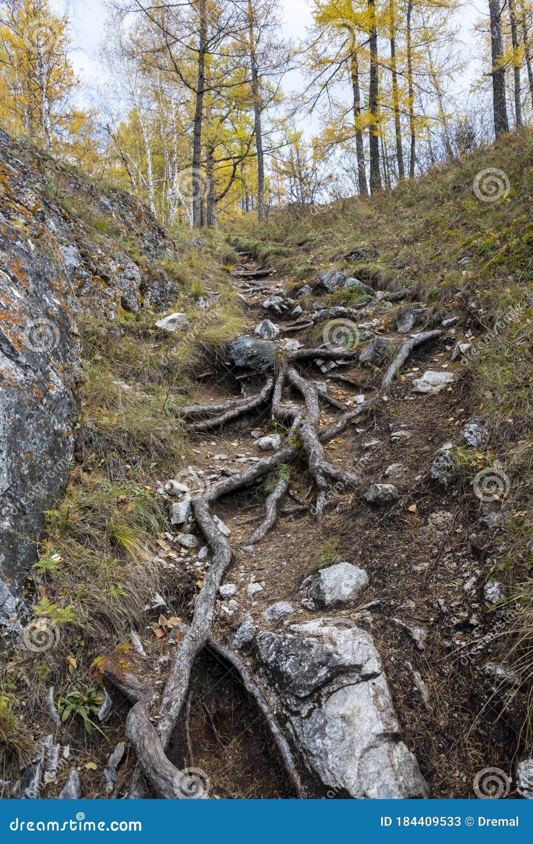 Tree Roots Protruding from the Ground Stock Image - Image of wood, dark ...
