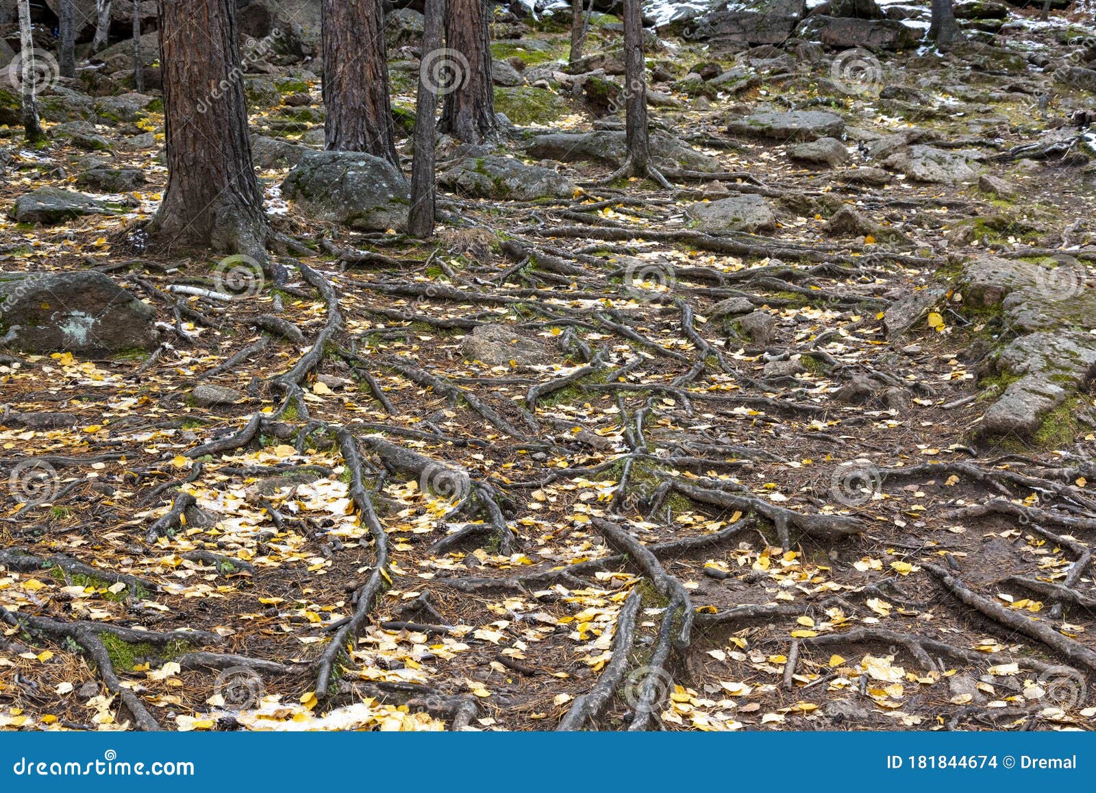 Tree Roots Protruding from the Ground Stock Photo - Image of material ...