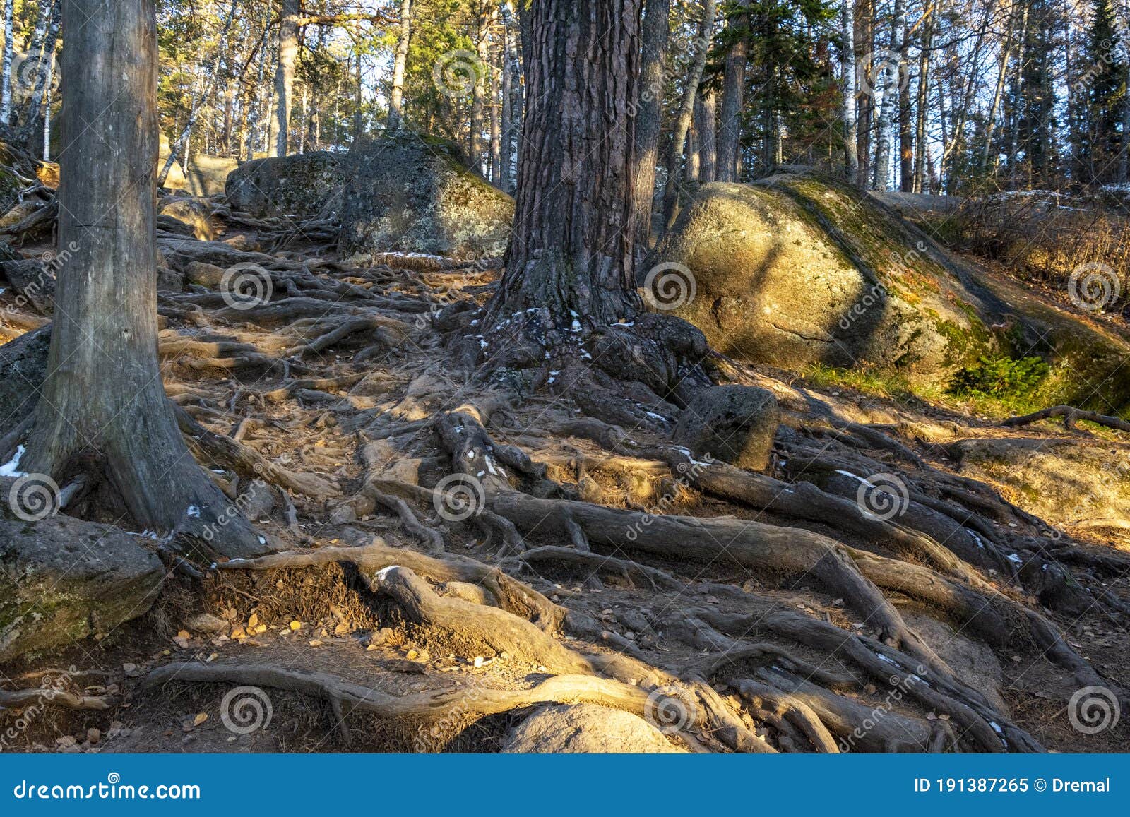 Tree Roots Protruding from the Ground Stock Image - Image of natural ...