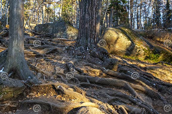 Tree Roots Protruding from the Ground Stock Image - Image of natural ...